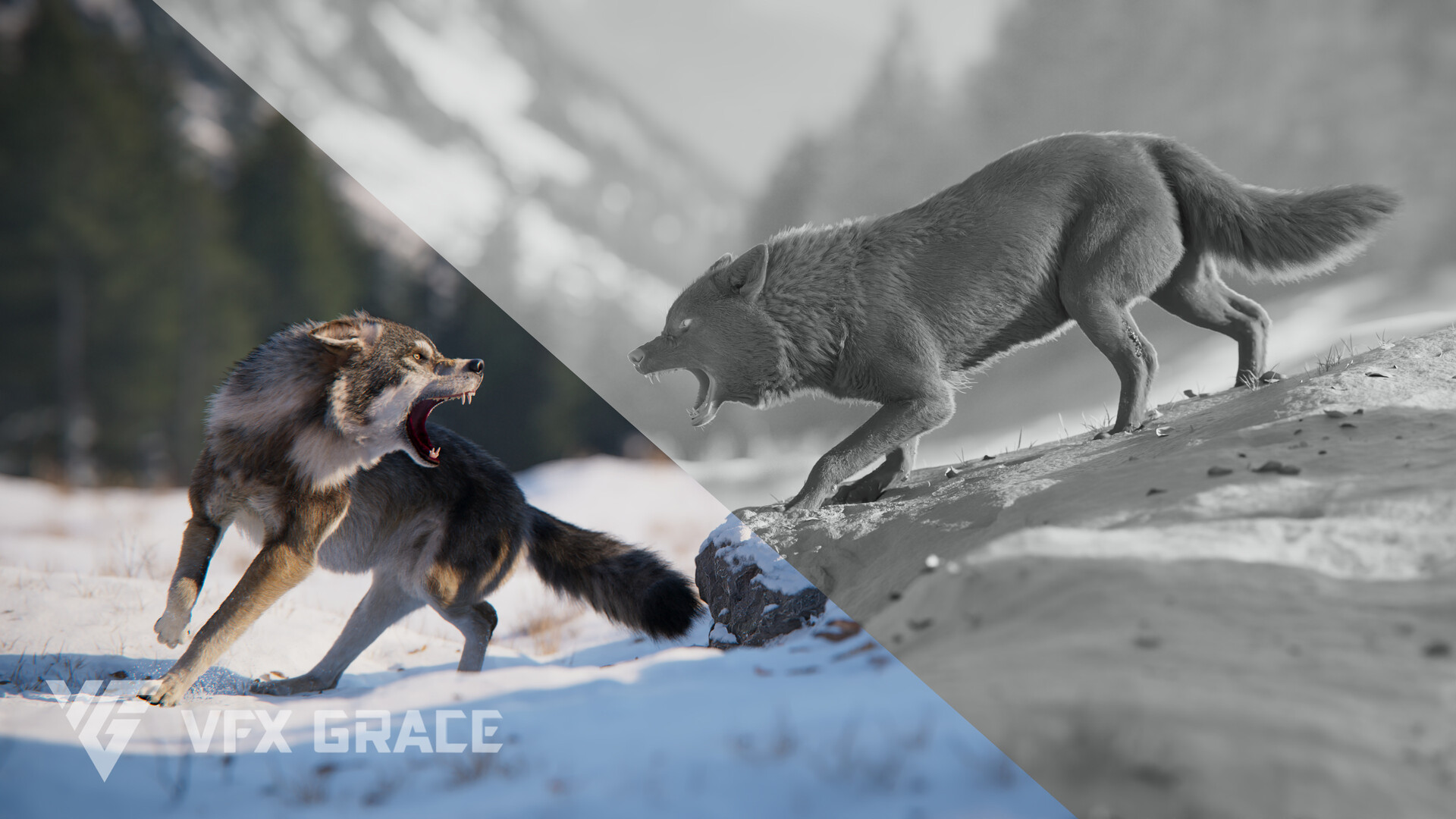 Animated Wolves Fighting