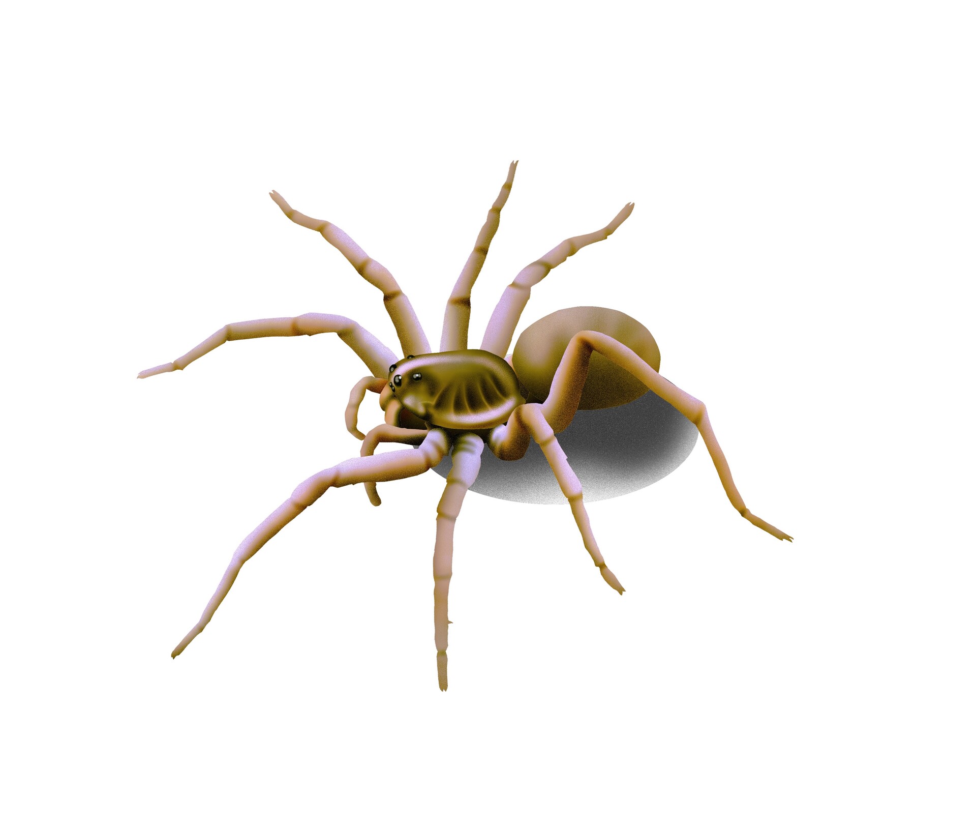 ArtStation - Wolf Spider