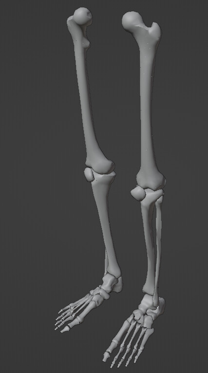 AAA Studios - Anatomy Study WIP Human Skeleton
