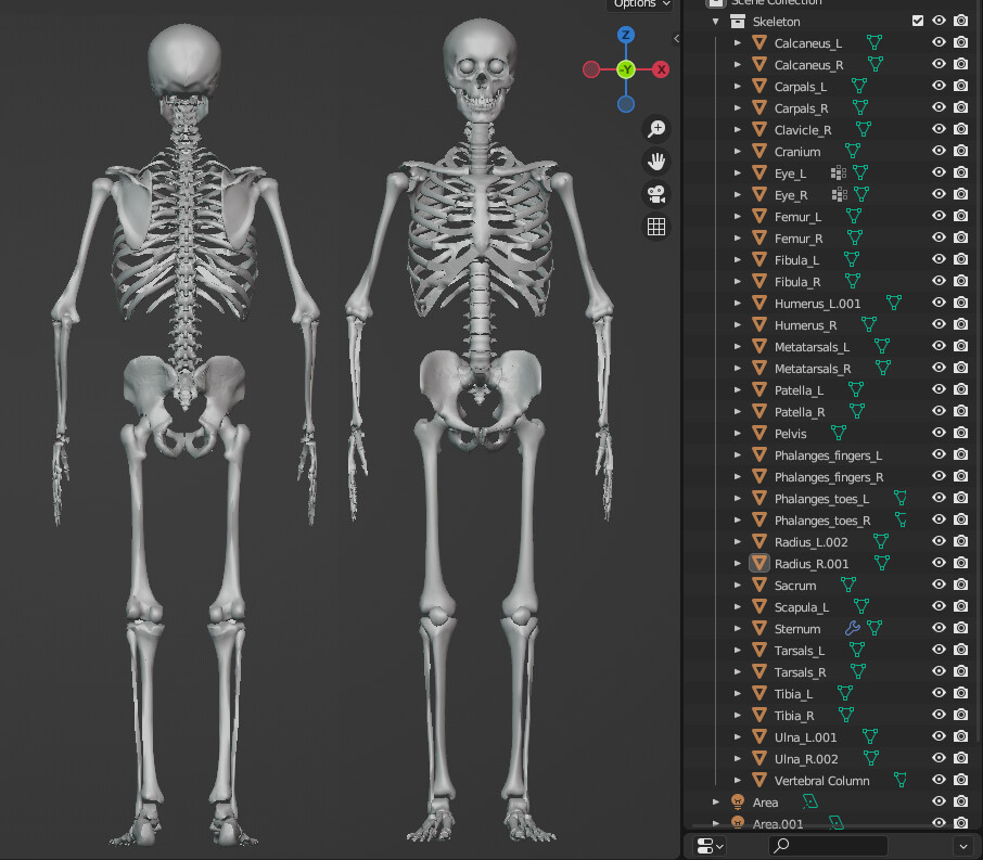 AAA Studios - Anatomy Study WIP Human Skeleton