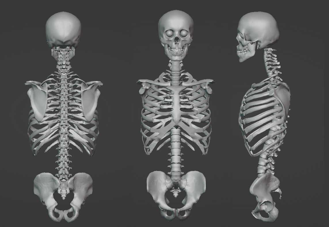 AAA Studios - Anatomy Study WIP Human Skeleton