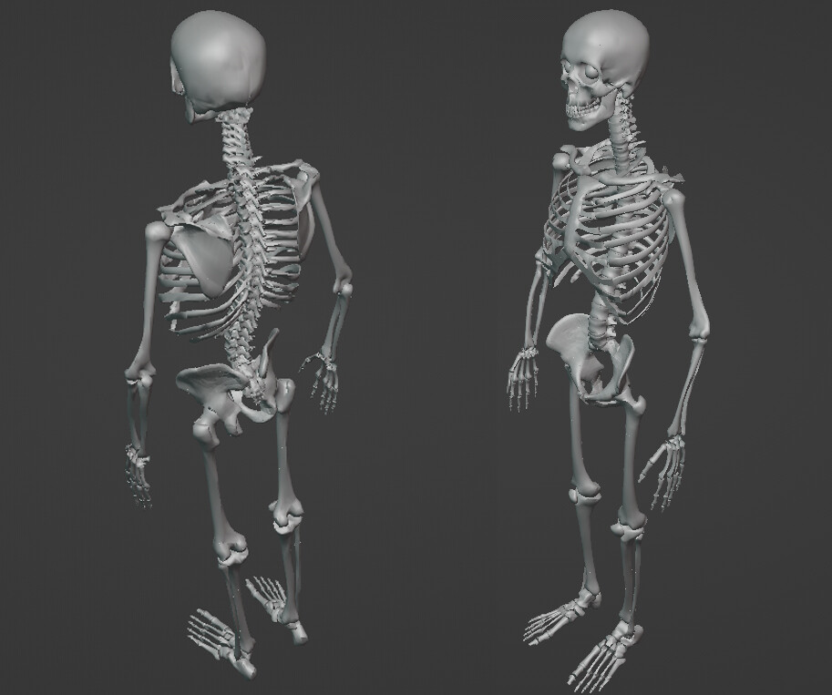 AAA Studios - Anatomy Study WIP Human Skeleton