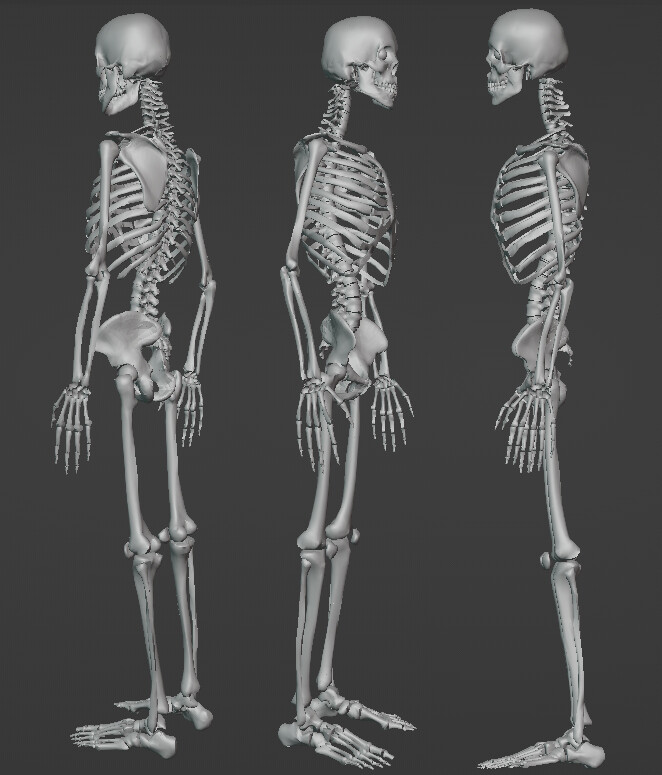 AAA Studios - Anatomy Study WIP Human Skeleton