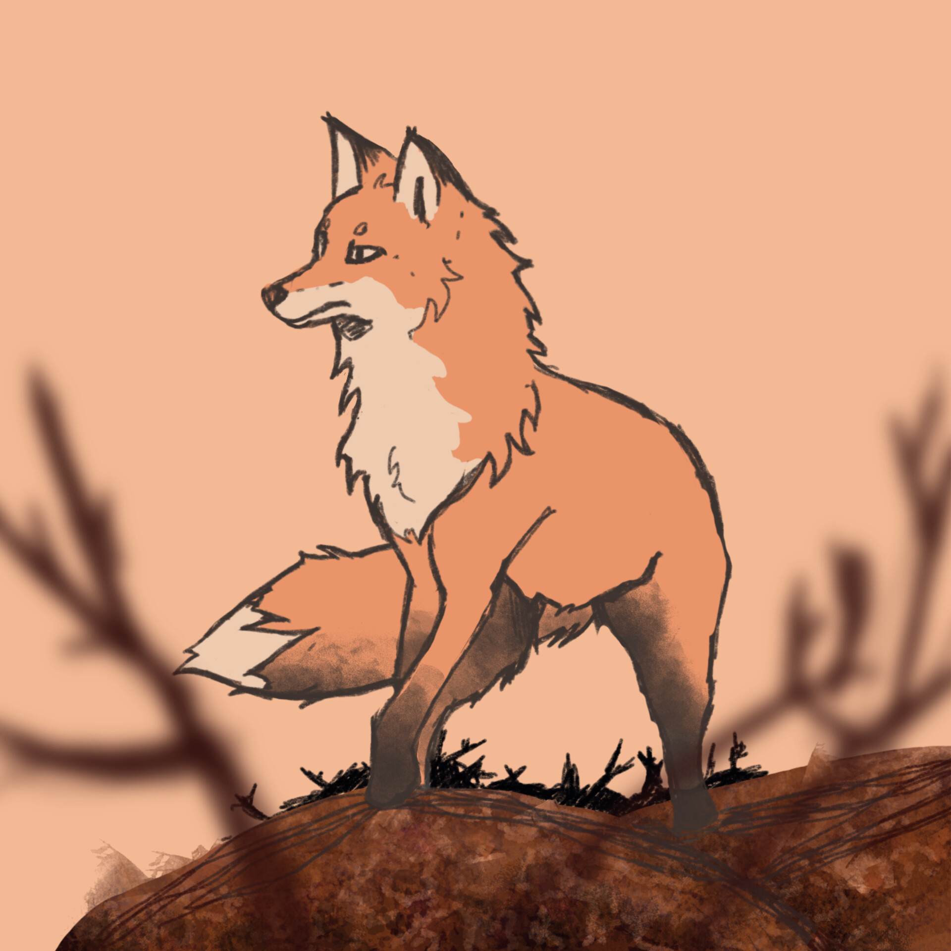 ArtStation - Fox Study