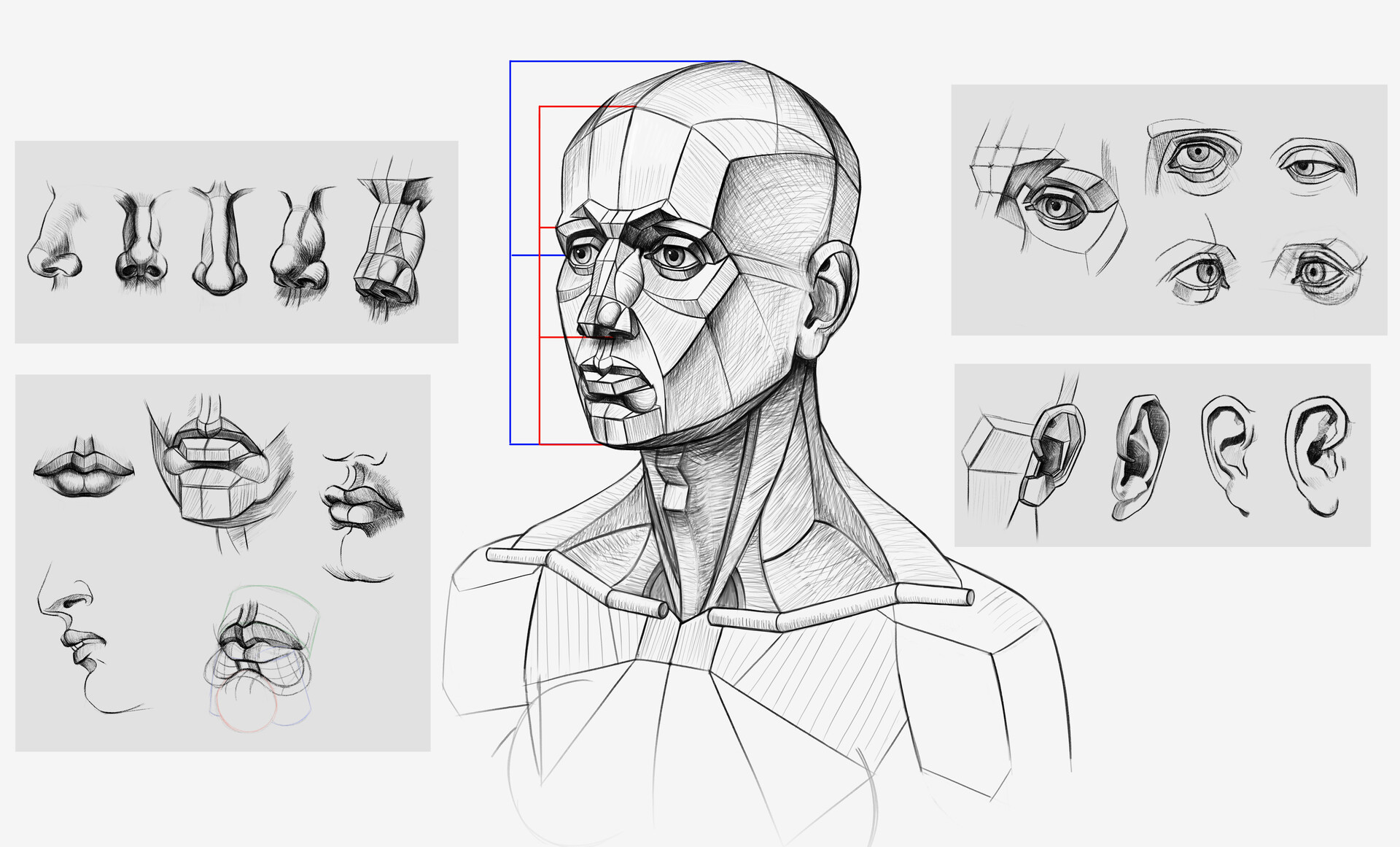 ArtStation - Anatomy study