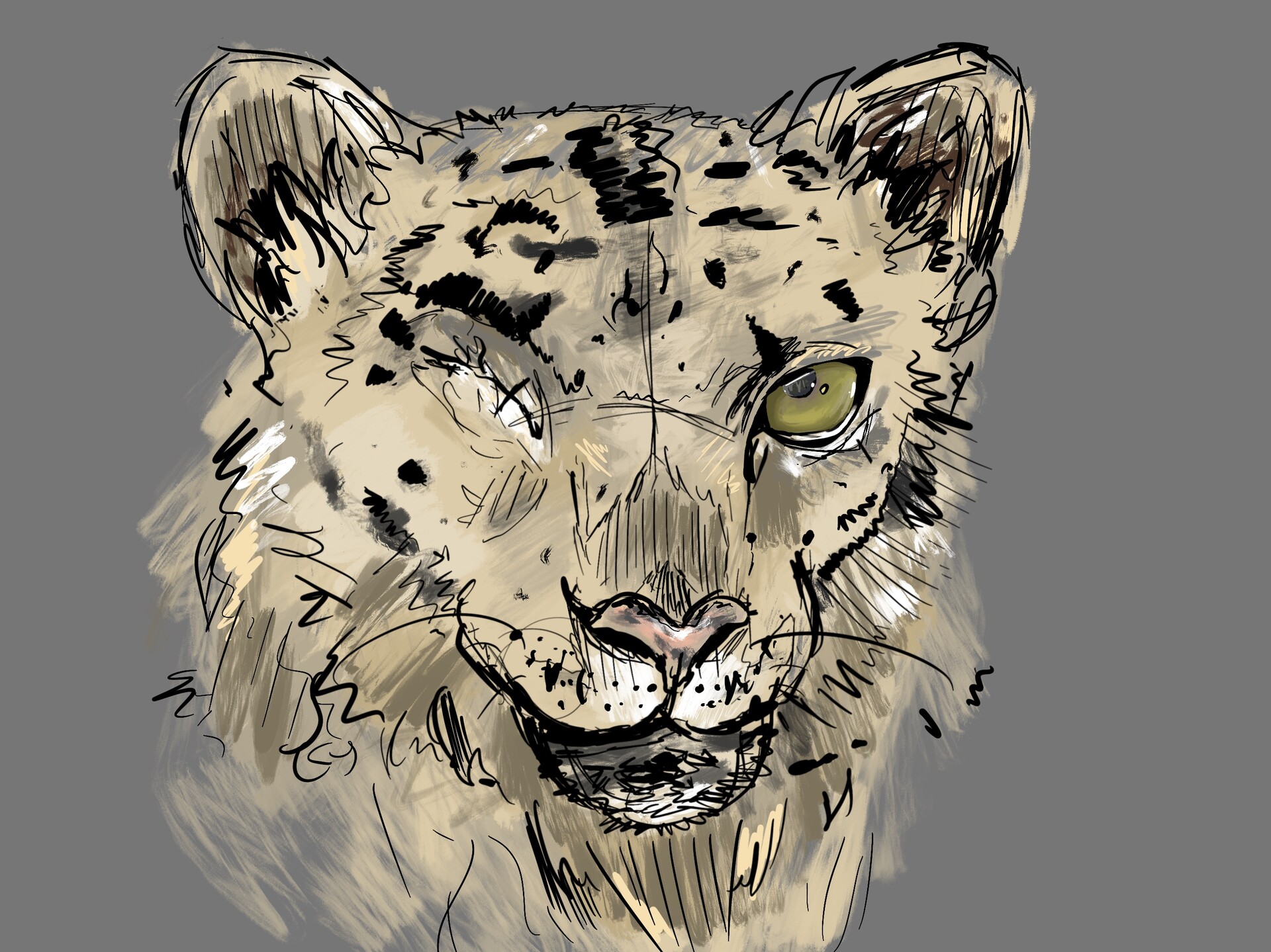 ArtStation - Enif the white snow leopard from Banham Zoo