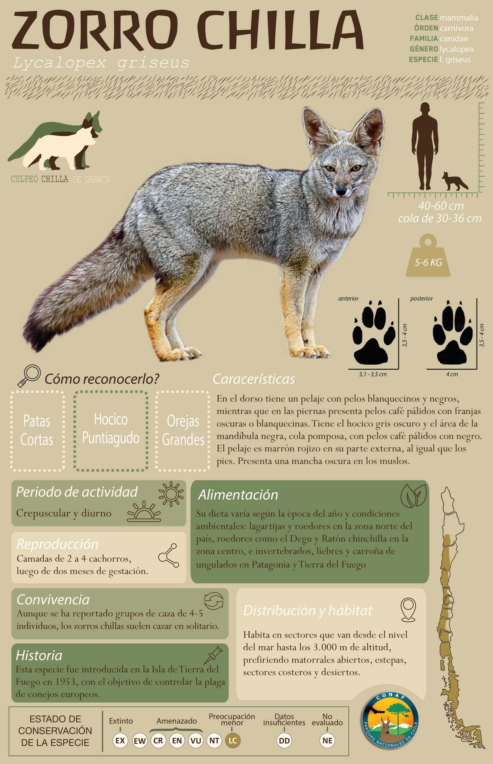 ArtStation - ZORRO CHILLA INFOGRA.