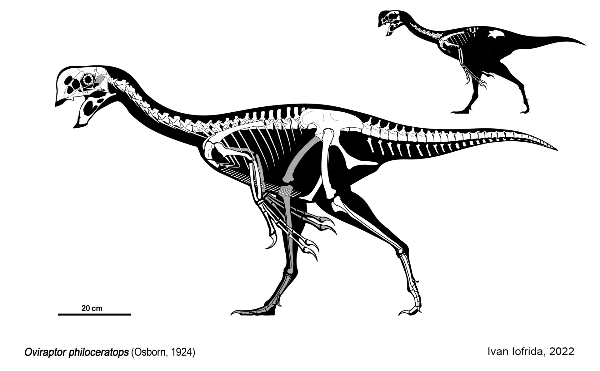 ArtStation - Oviraptor philoceratops Skeletal Drawing