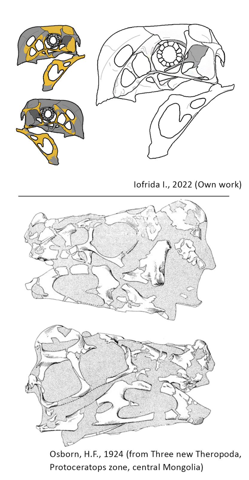 Ivan Iofrida - Oviraptor philoceratops Skeletal Drawing