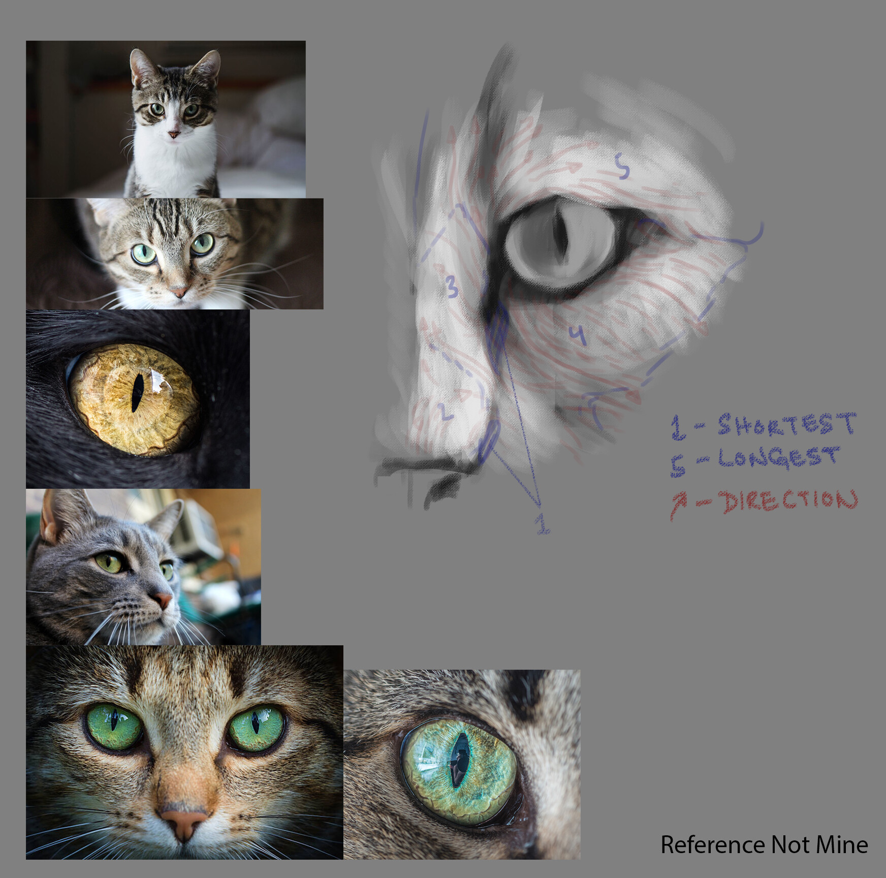 cat eye drawing reference