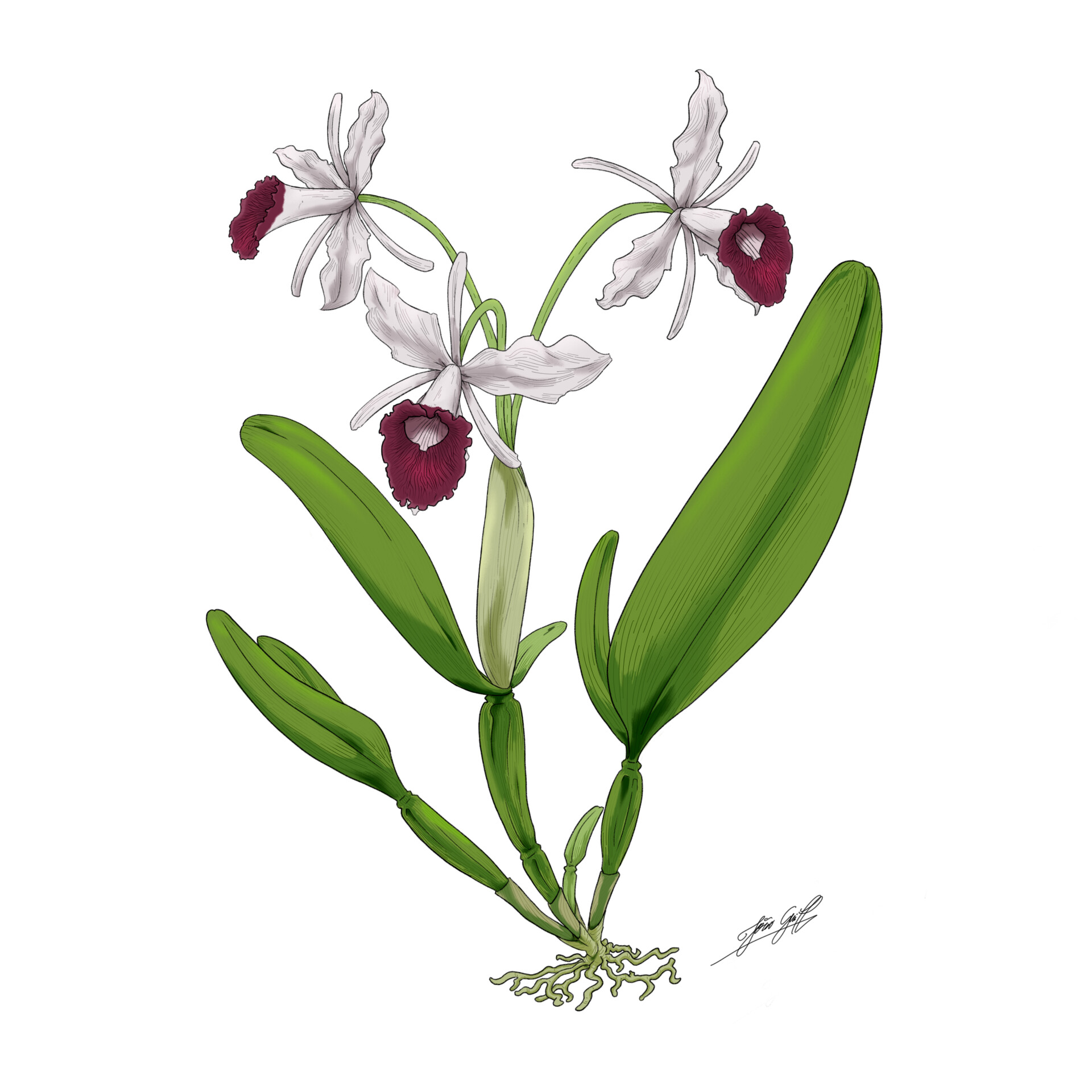 ArtStation - Botanical drawing - Cattleya