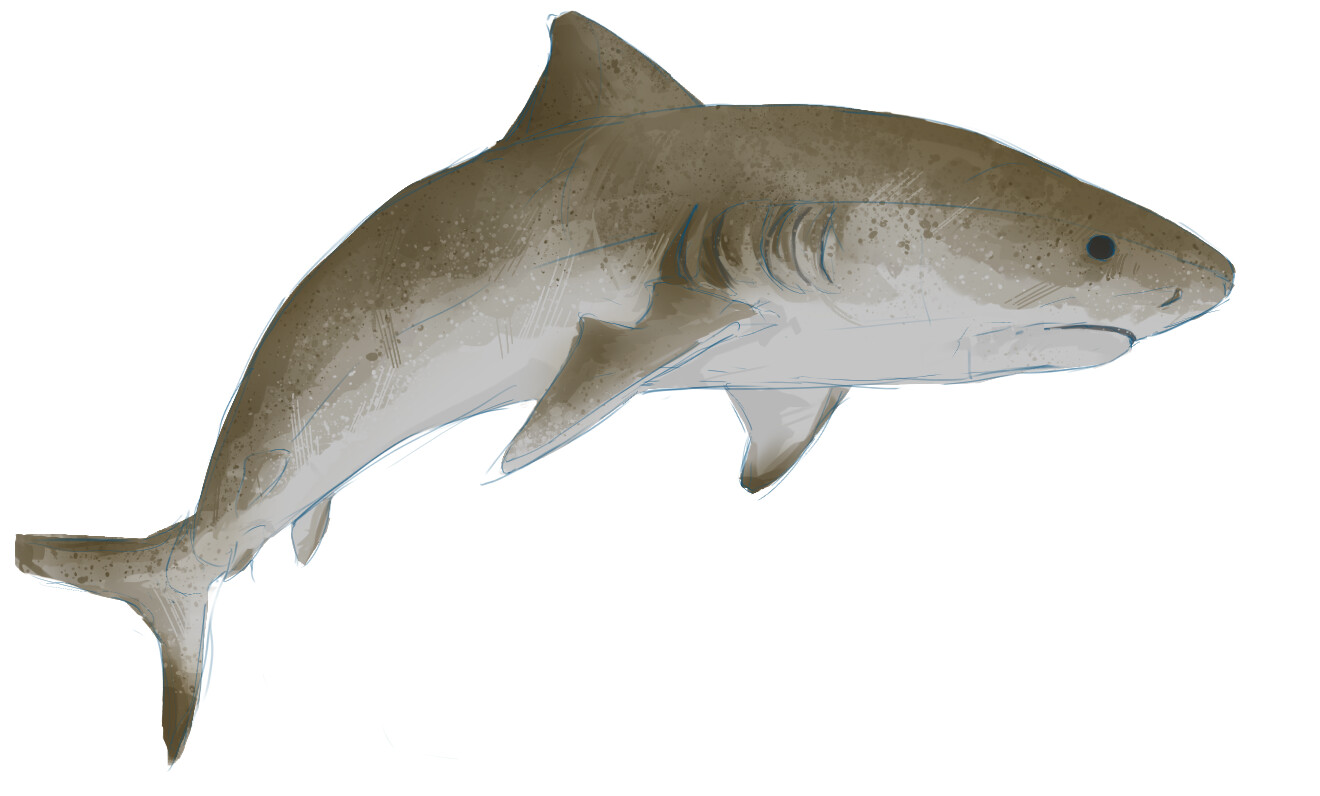 ArtStation - more shark studies