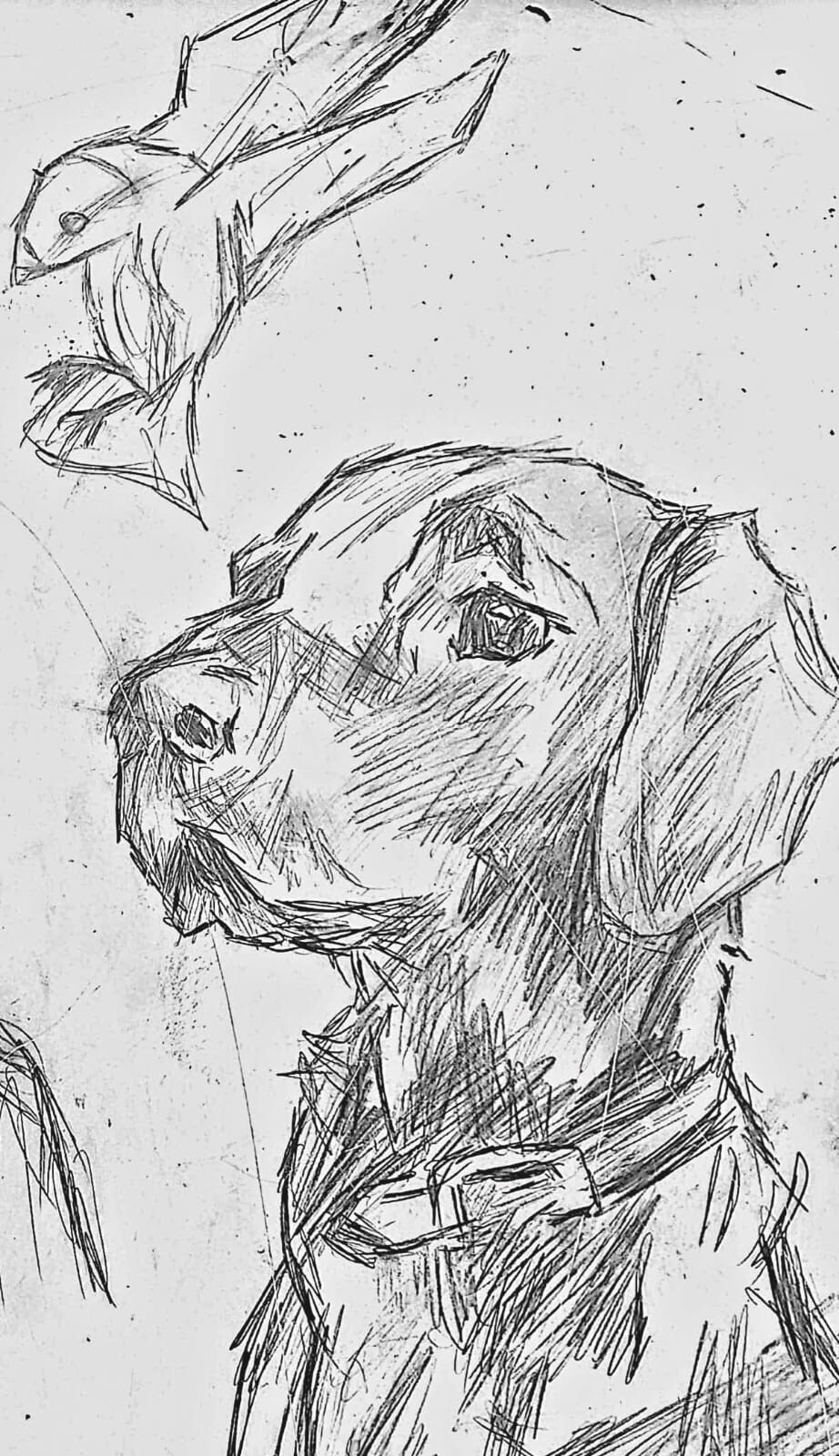 how to draw a bird dog