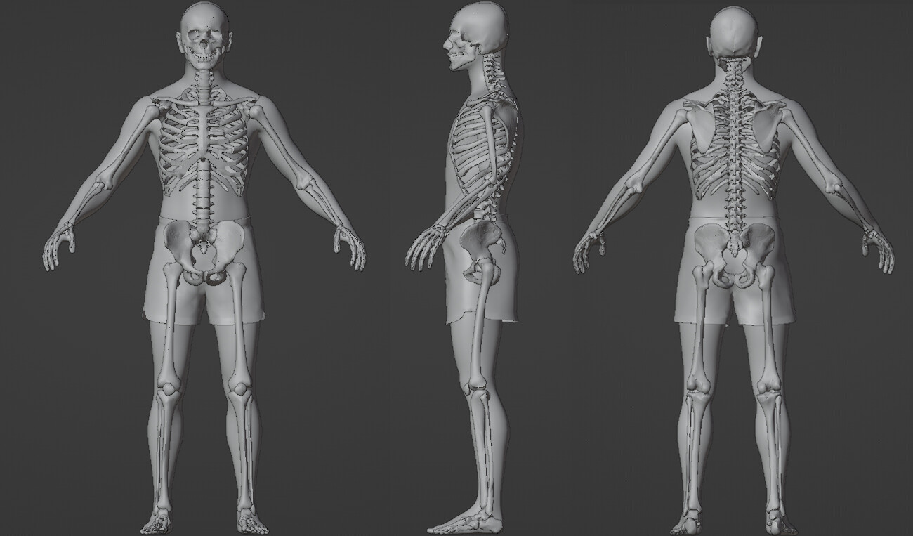 AAA Studios - Anatomy Study WIP Human Skeleton