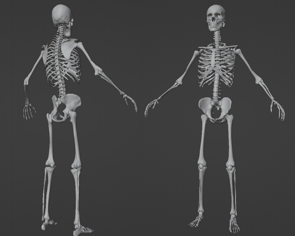 AAA Studios - Anatomy Study WIP Human Skeleton