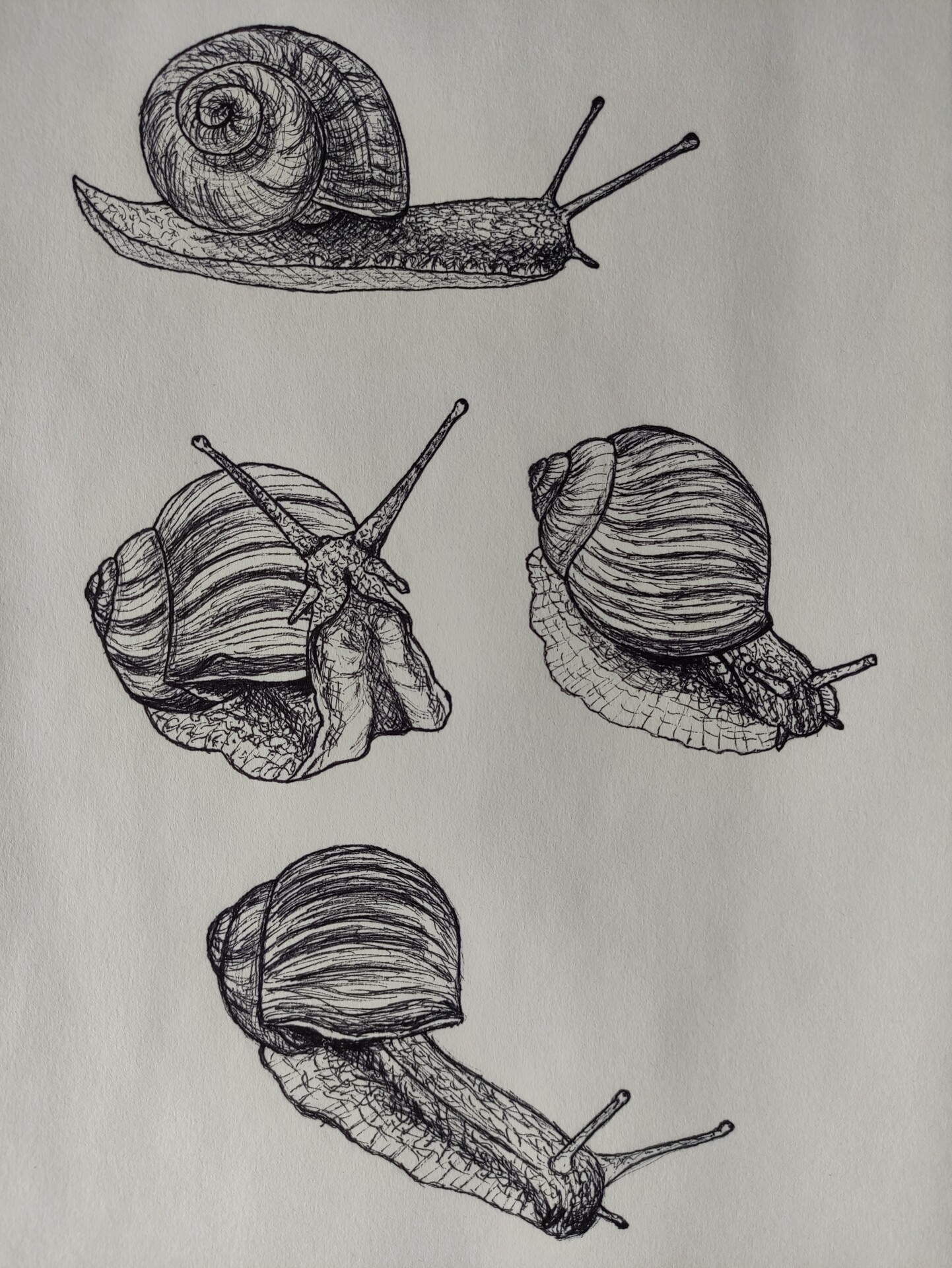 ArtStation - "Snail" Zoological Illustration