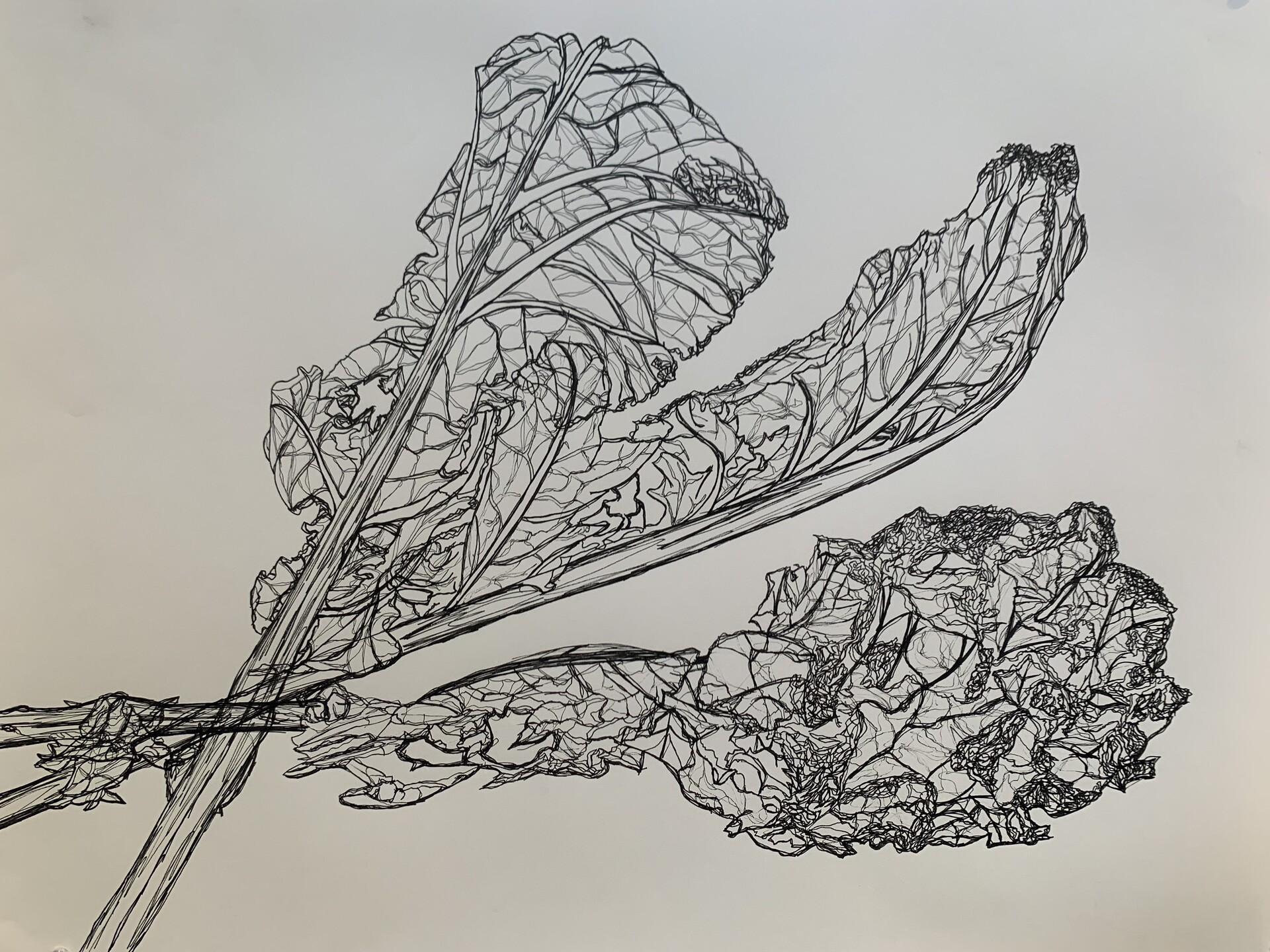 Kale Plant Drawing