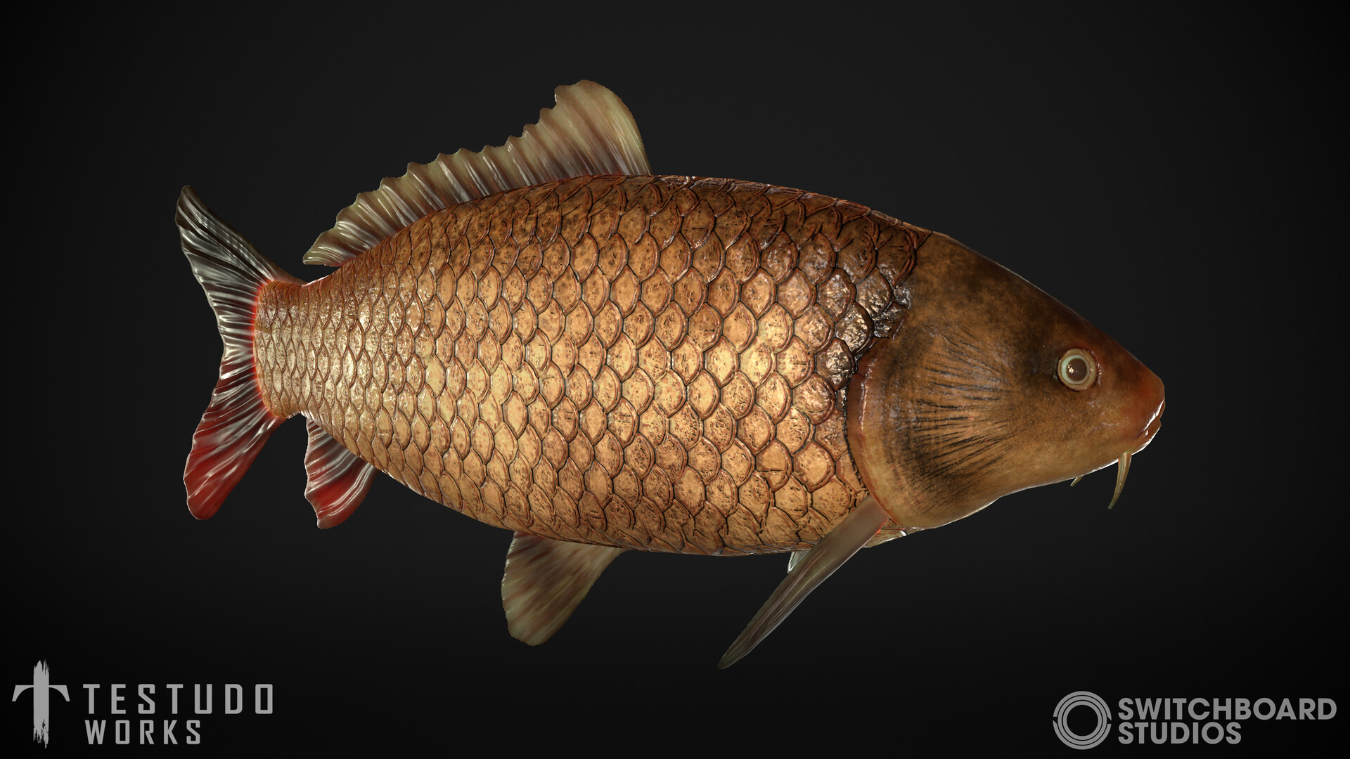 Lim Eric Harianto - Carp Fish - FreshWaterFish Pack