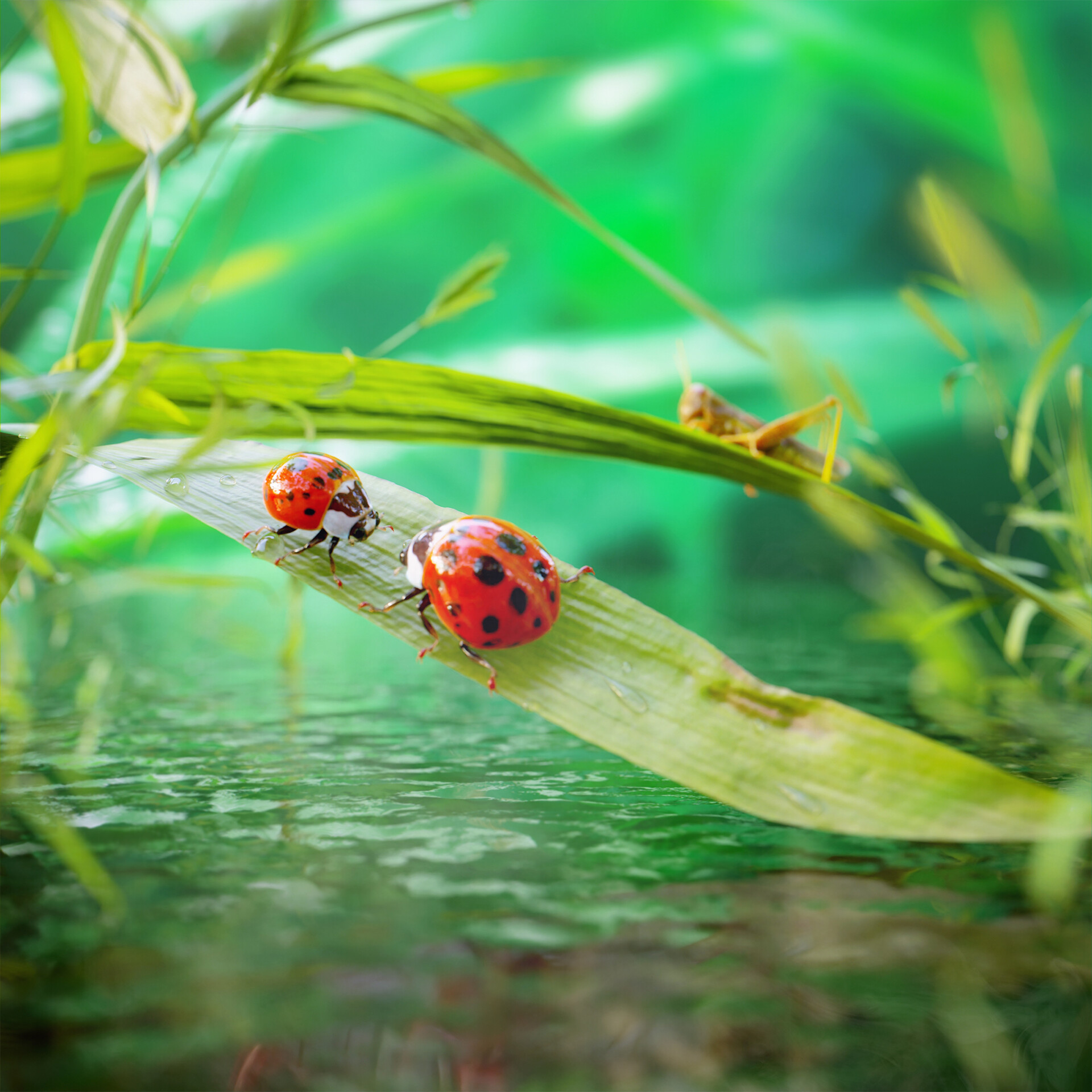 Adrian Kulawik - LadyBug Adrian Kulawik - LadyBug