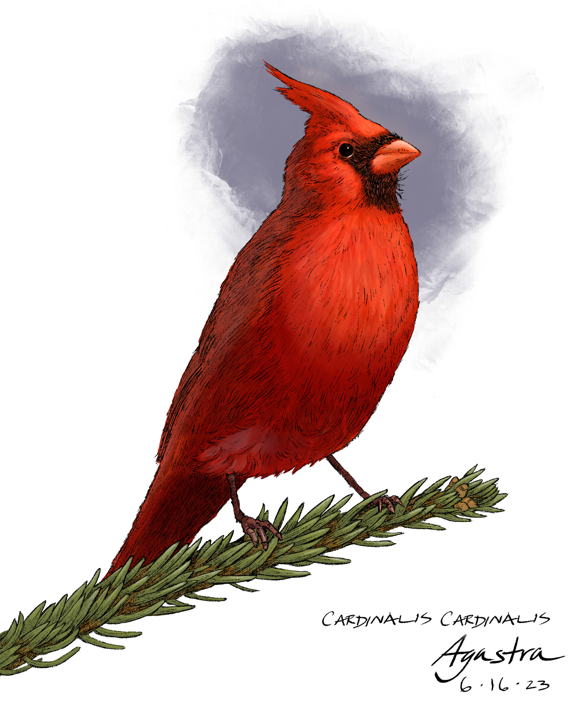 ArtStation - Cardinal Painting