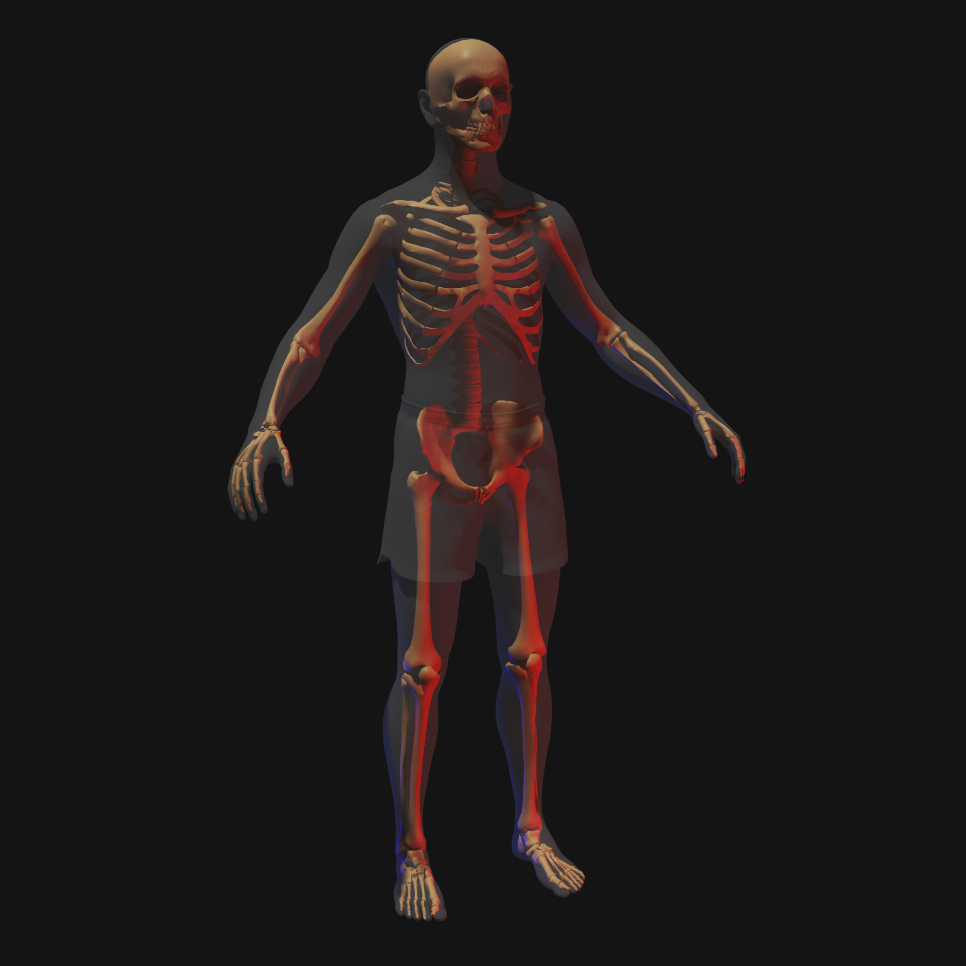 AAA Studios - Anatomy Study WIP Human Skeleton