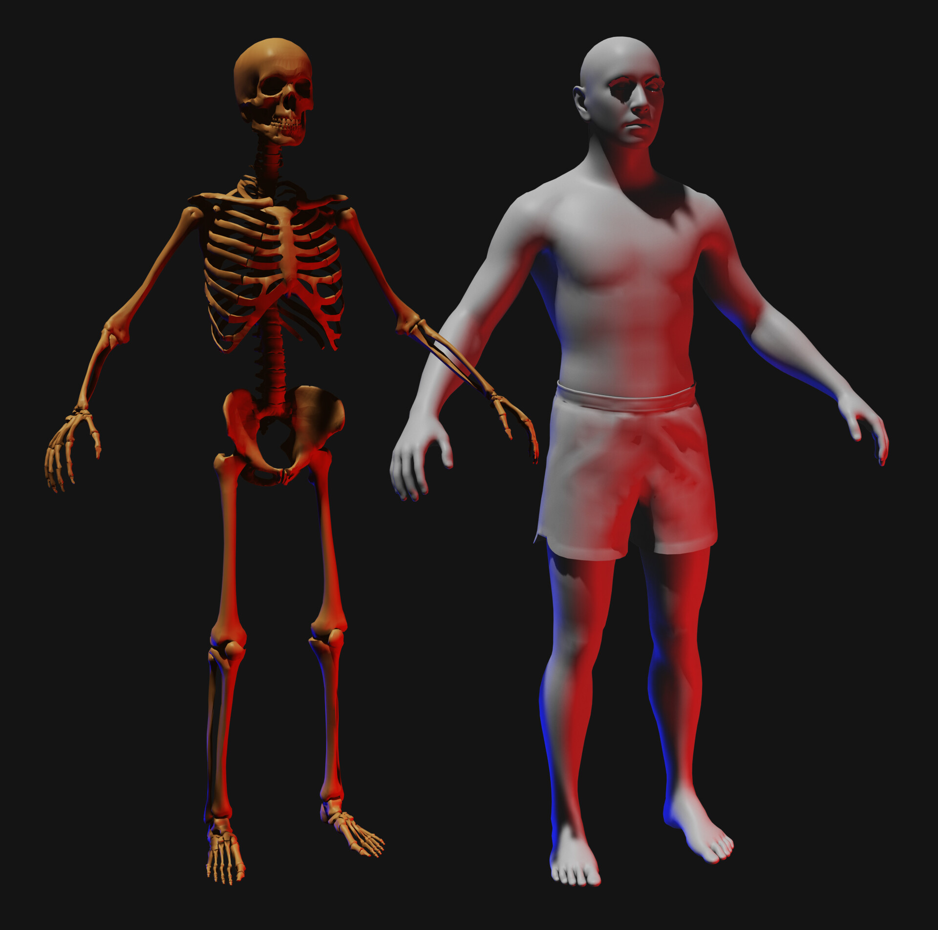 ArtStation - Anatomy Study WIP Human Skeleton