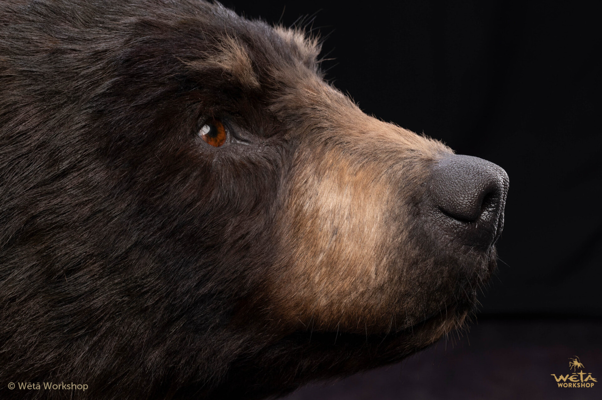 Fabio Paiva - Cocaine Bear