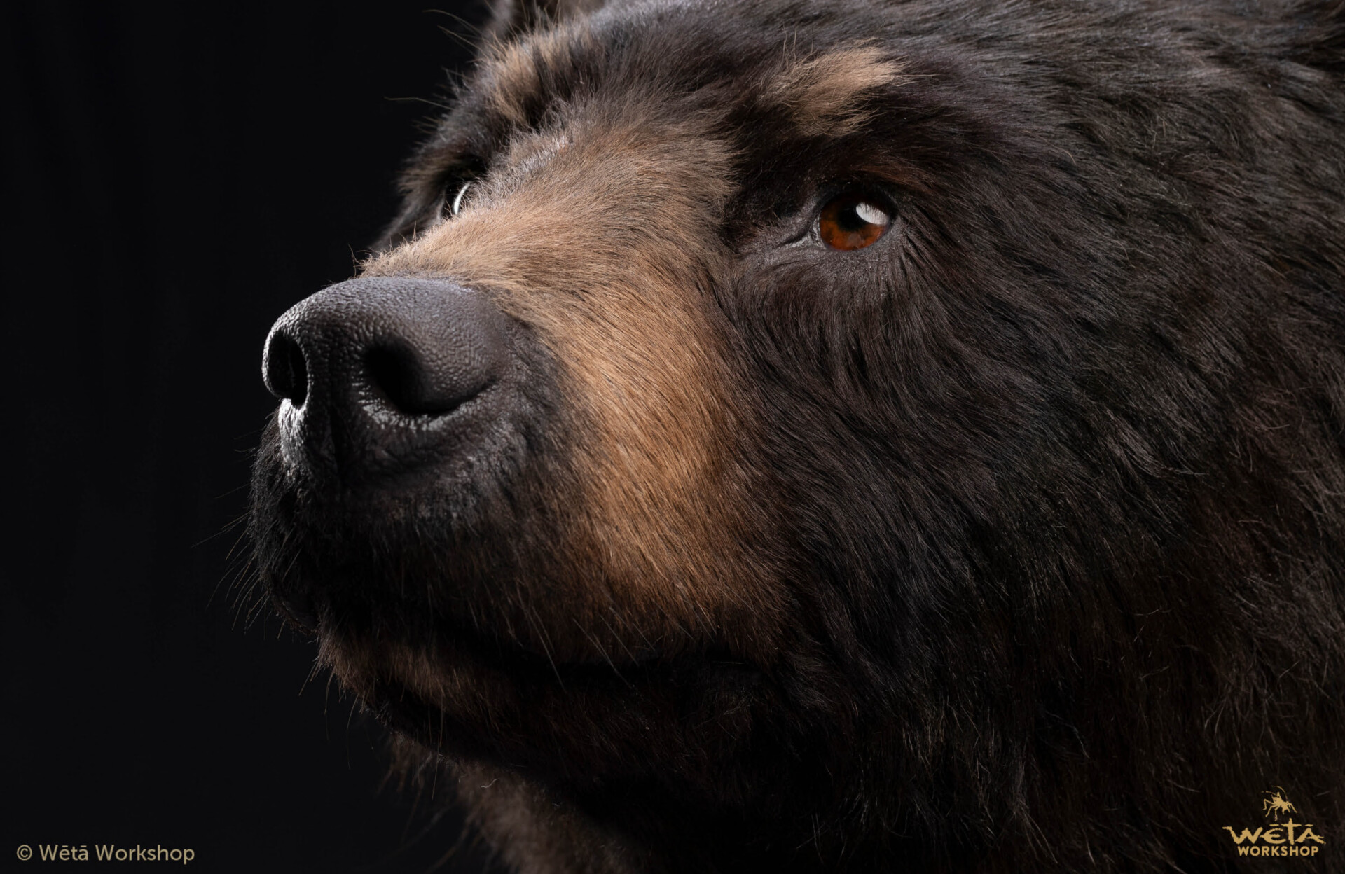 Fabio Paiva - Cocaine Bear