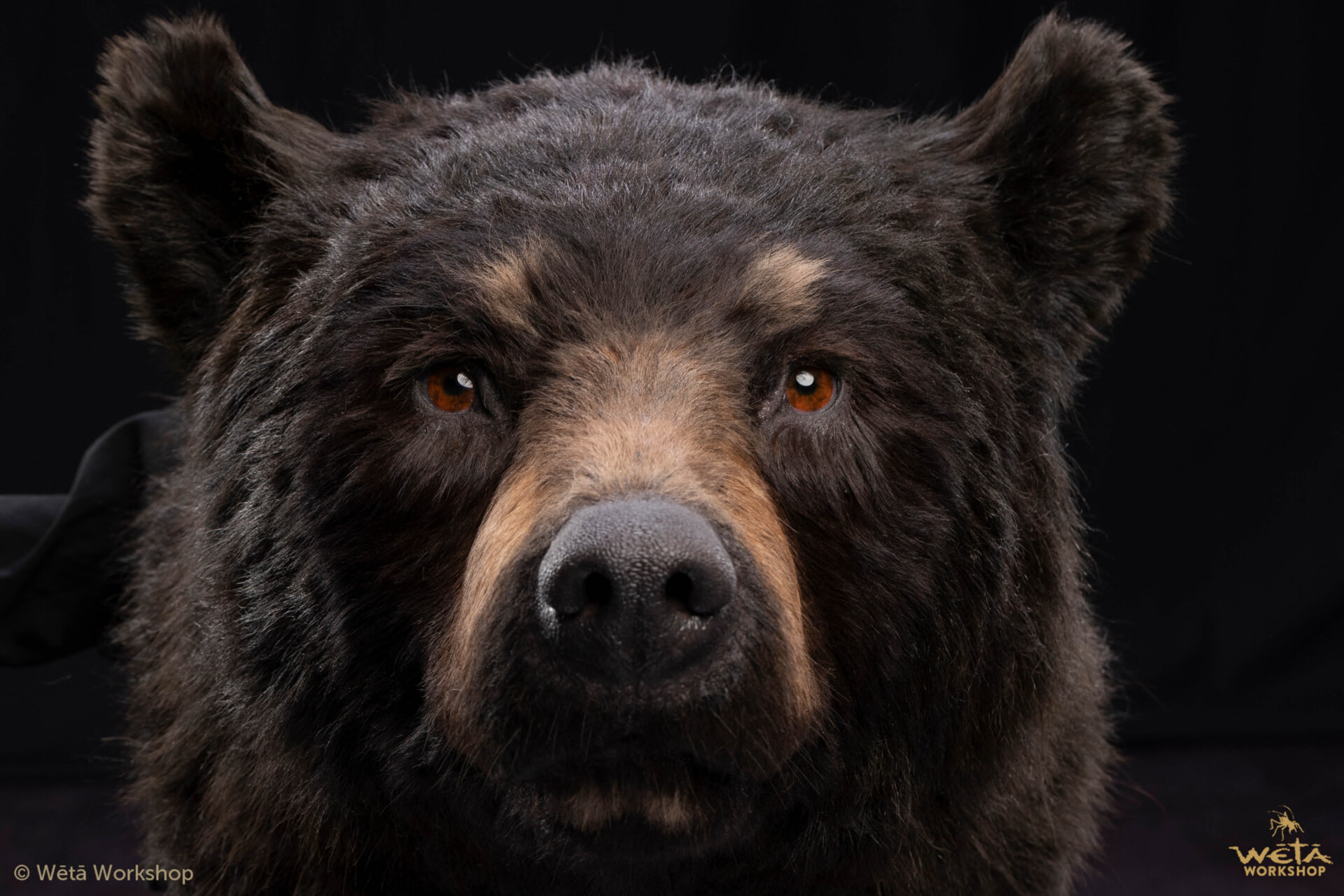 Fabio Paiva - Cocaine Bear