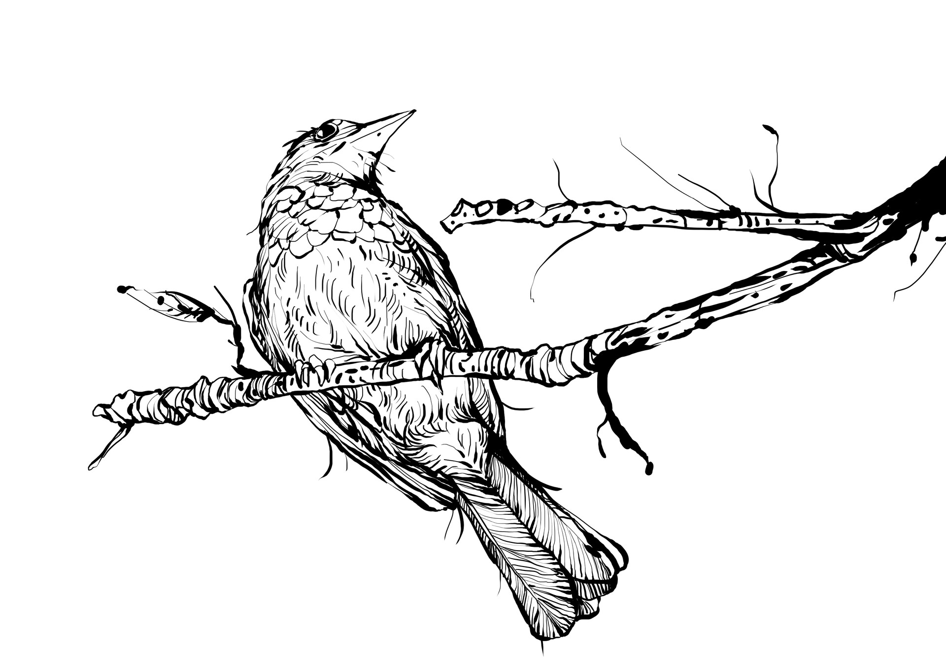 Bird On Tree Branch Drawing
