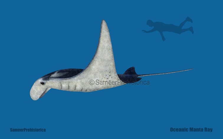 ArtStation - Giant Manta Ray