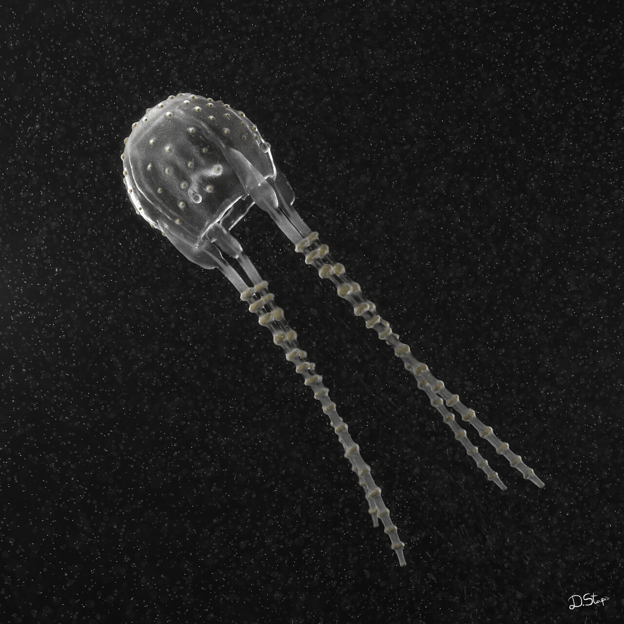 Daniel Stoupin - Tiny Irukandji jellyfish