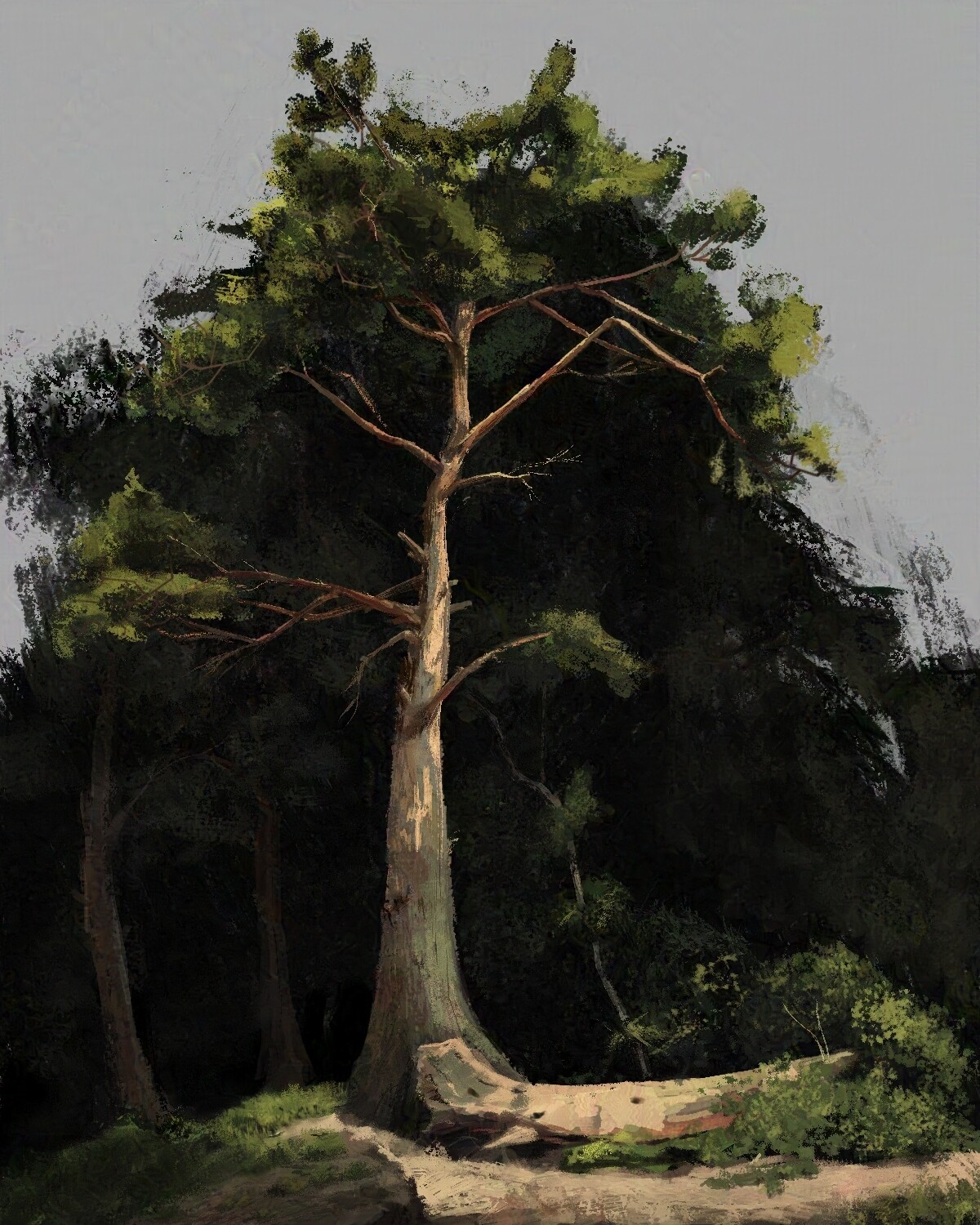 ArtStation - Tree Study