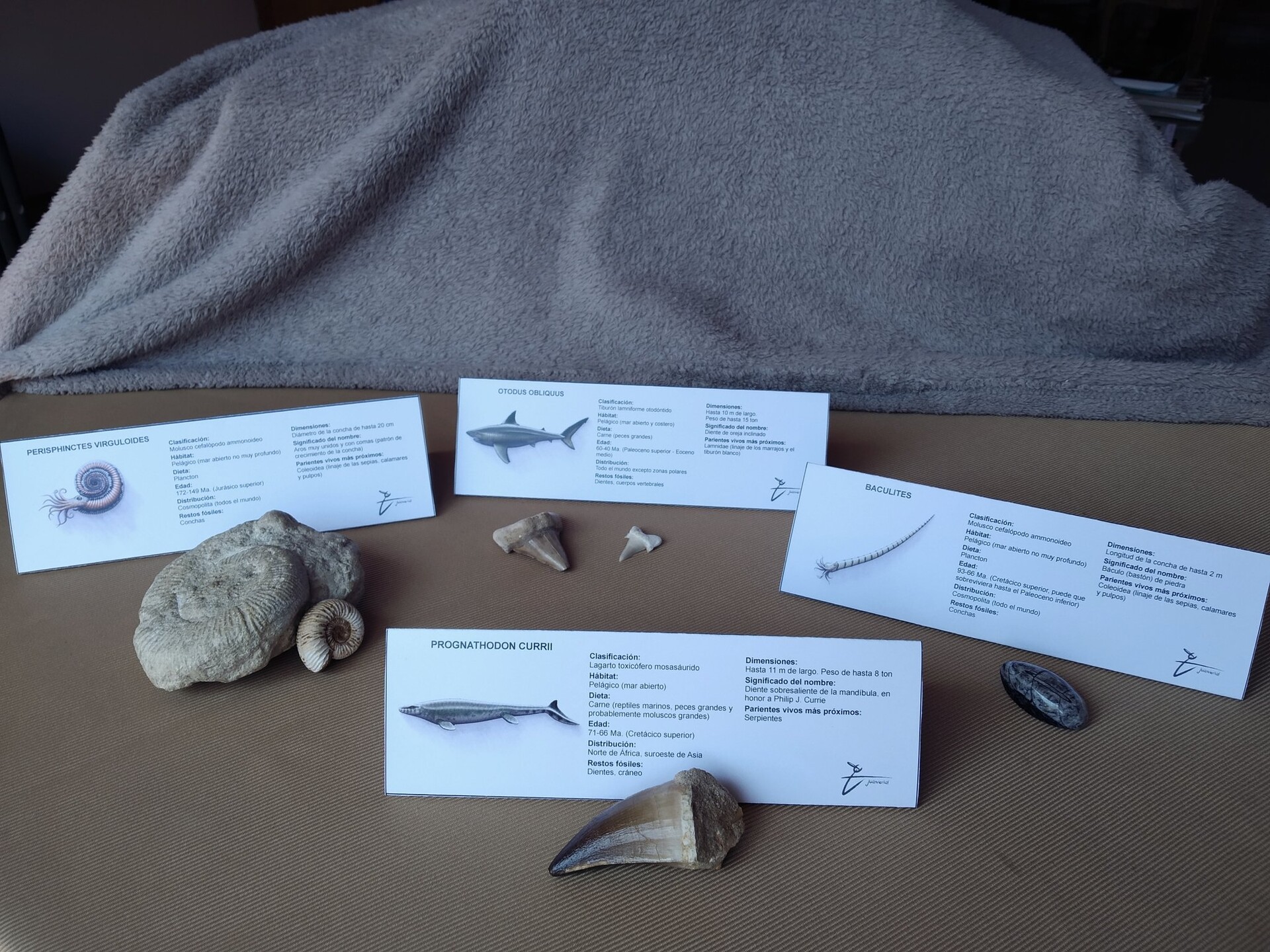 ArtStation - Descriptive cards for some of my fossils.