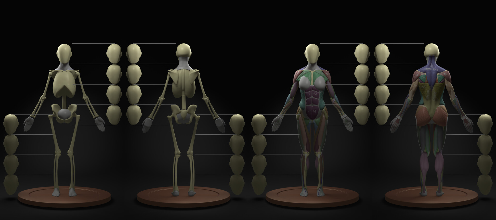Mountain - Human Anatomy - Schematic