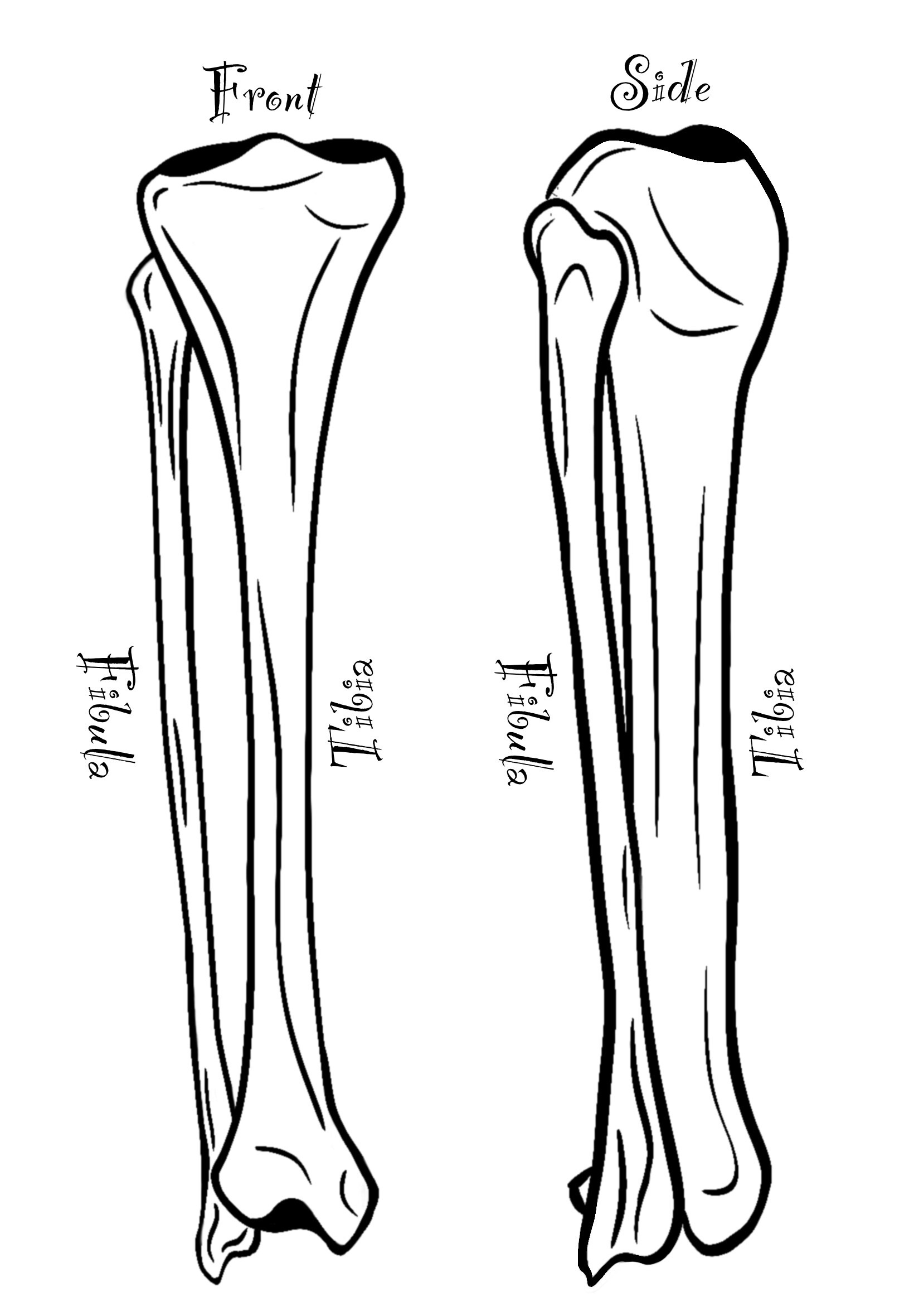 ArtStation - Tibia / Fibula