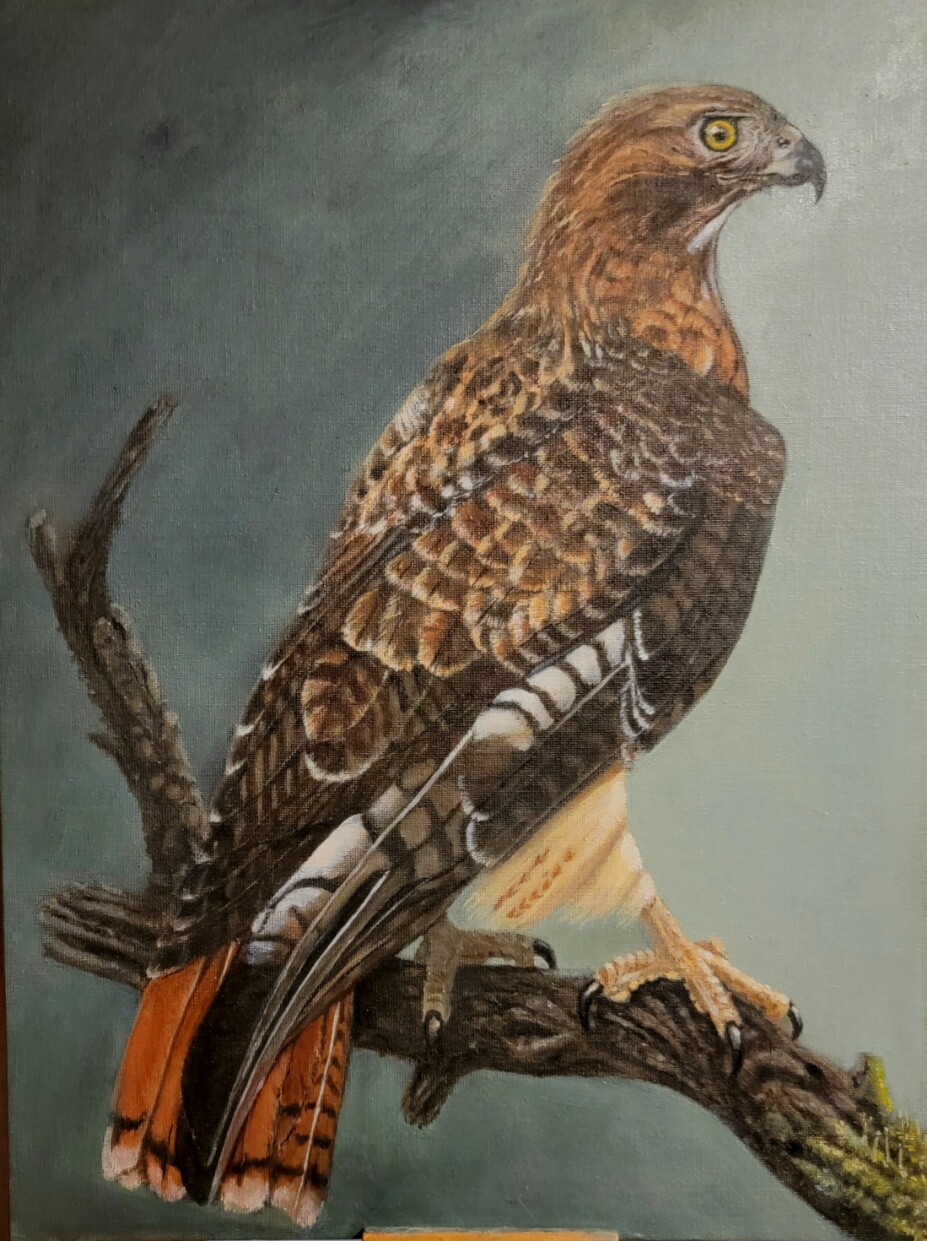 ArtStation - redtailed hawk study