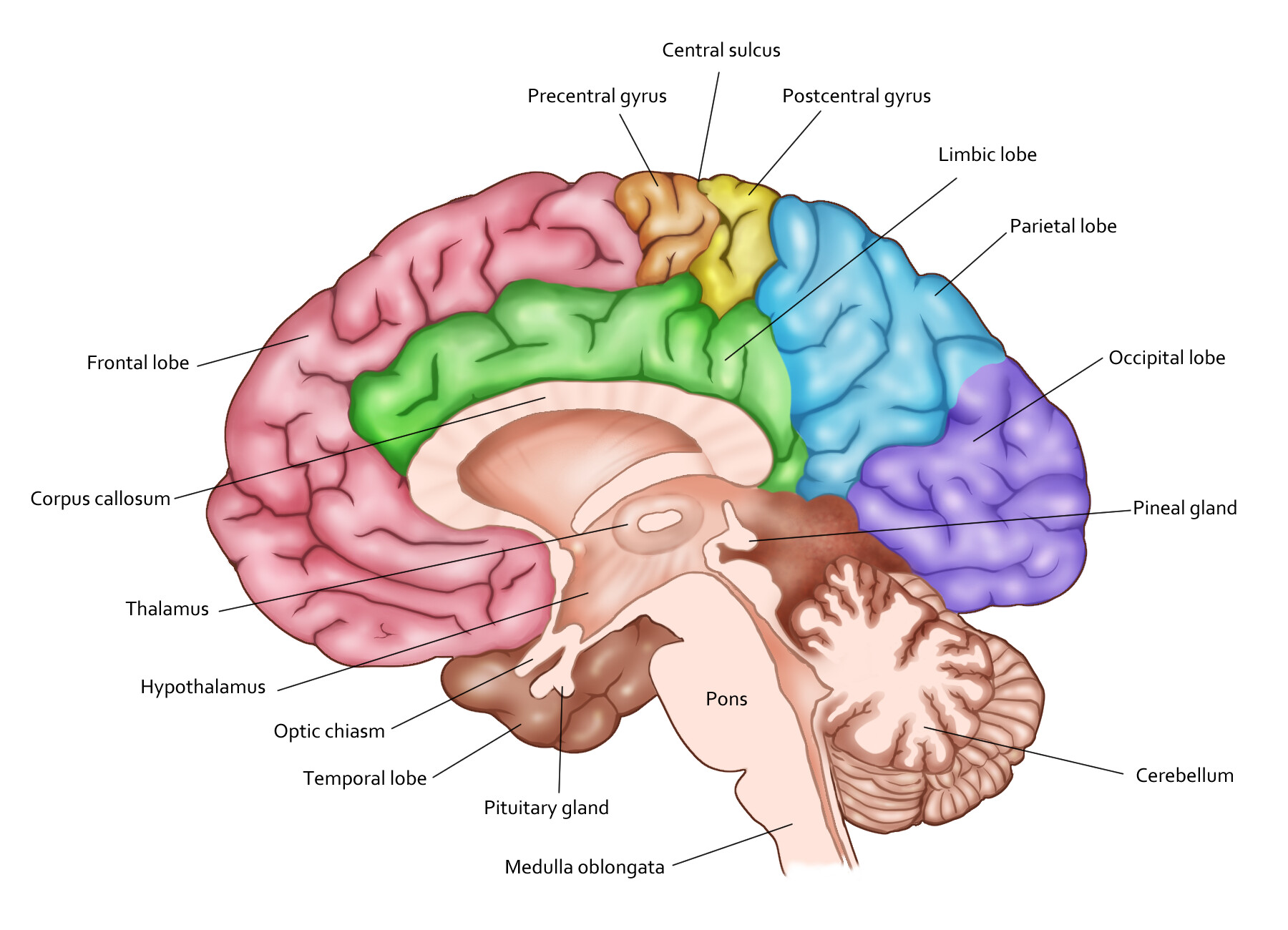 ArtStation - Diagram of the Brain