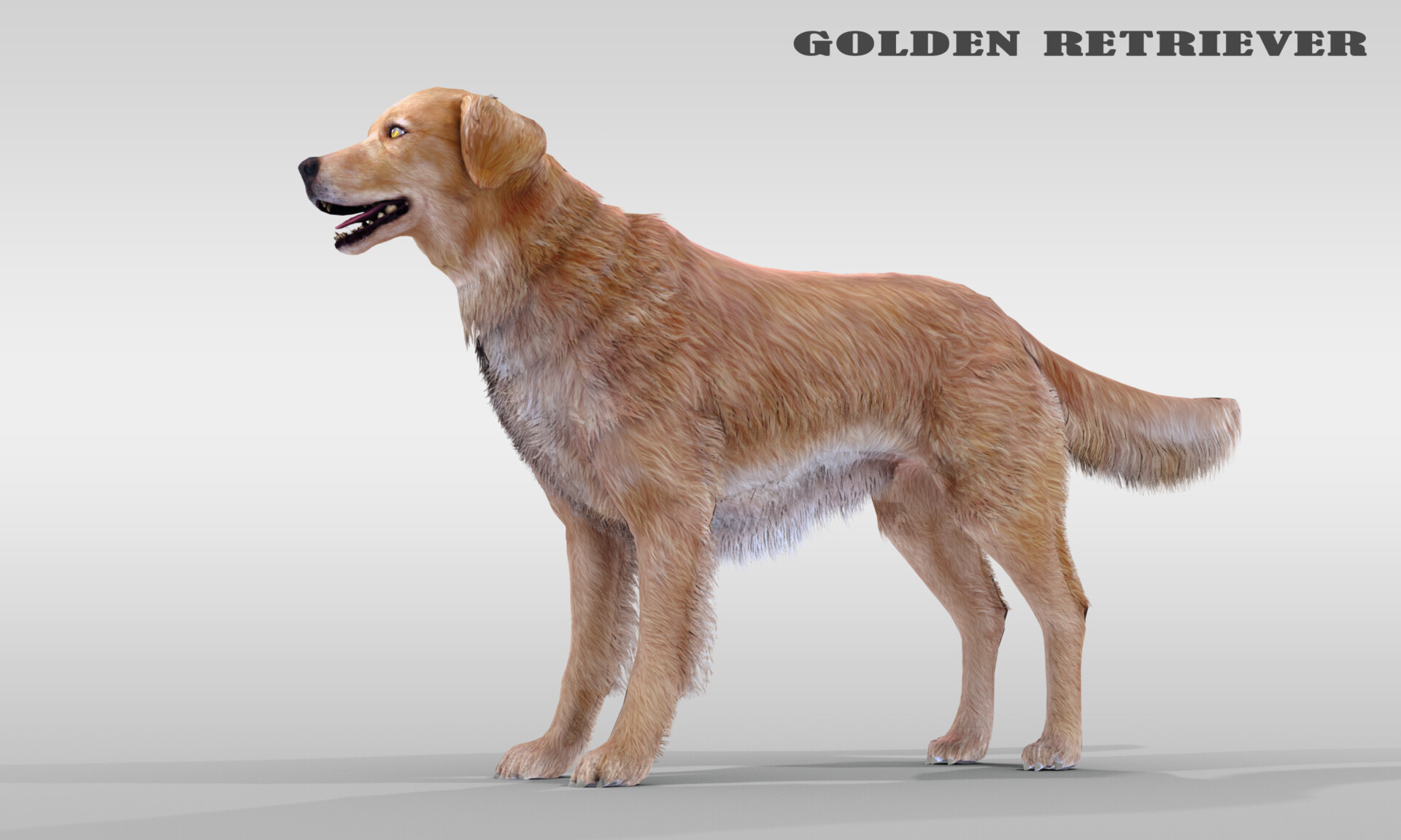 ArtStation - Dog Golden Retriever Rigged