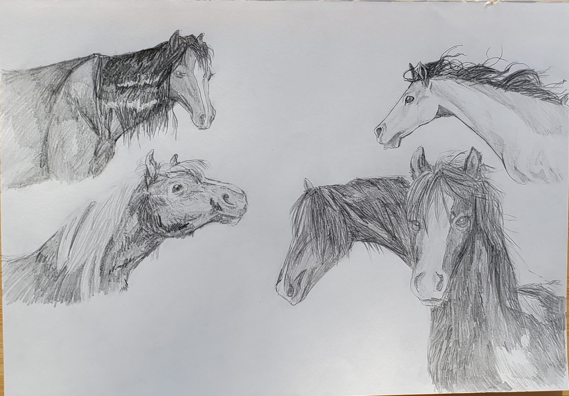 ArtStation - Horses drawing practice 1