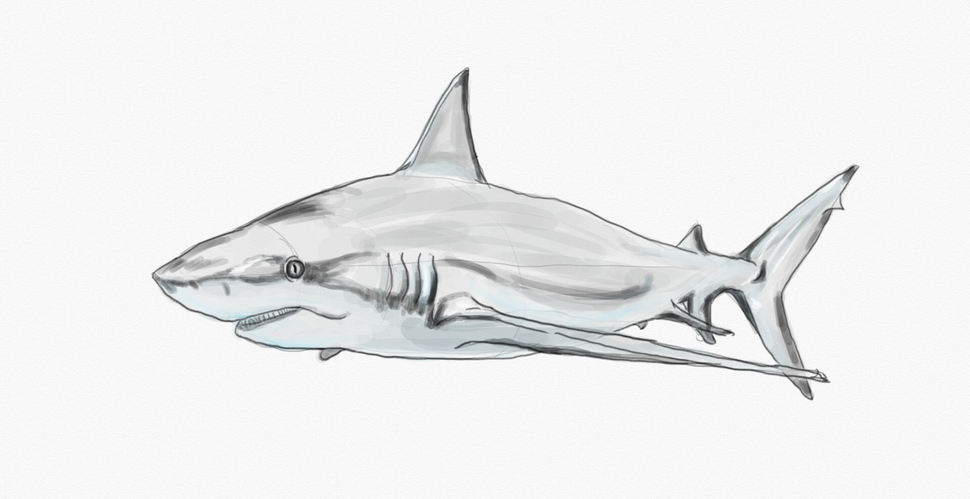 How To Draw A Bull Shark