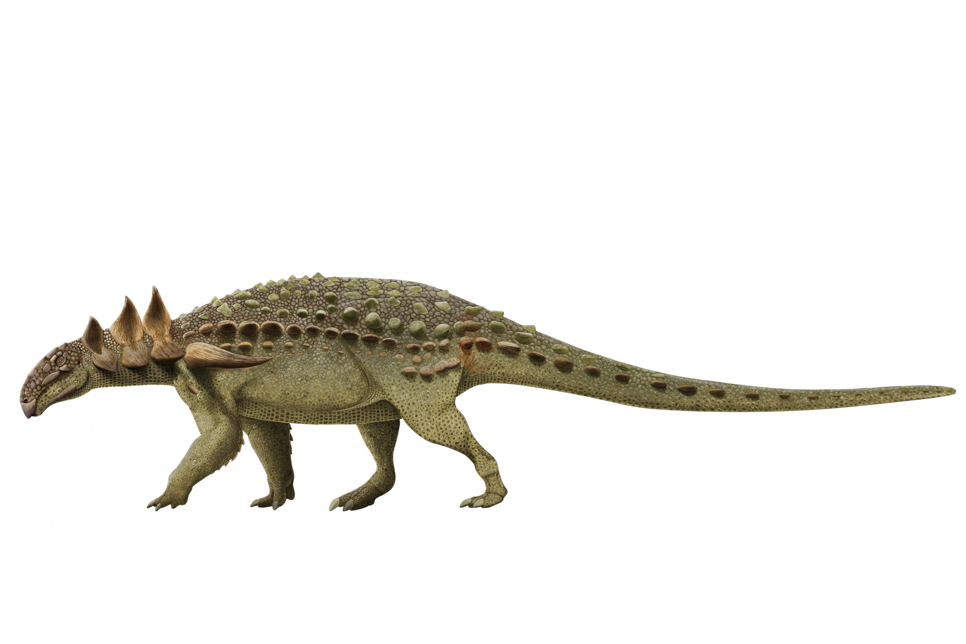 ArtStation - Nodosaurus textilis