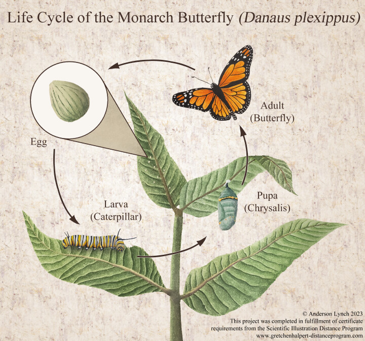 Andy Lynch - Life Cycle of the Monarch Butterfly (Danaus plexippus)