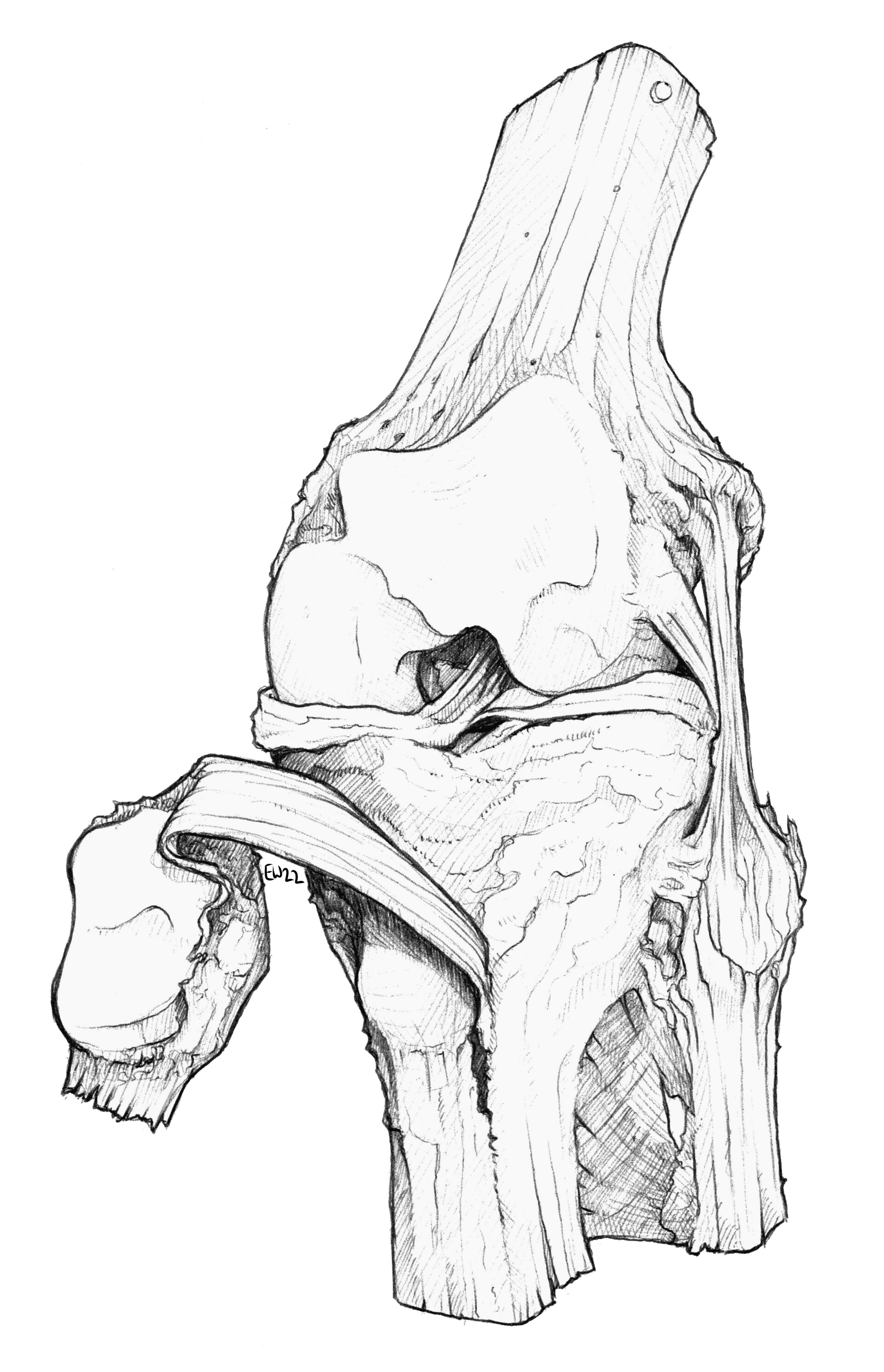 ArtStation - Knee with ligaments