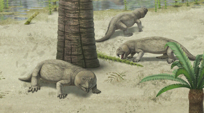 Vitor Silva - Start of a New Age - Santa Maria Formation