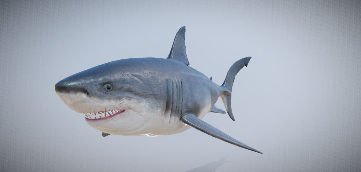 ArtStation - Animated Shark