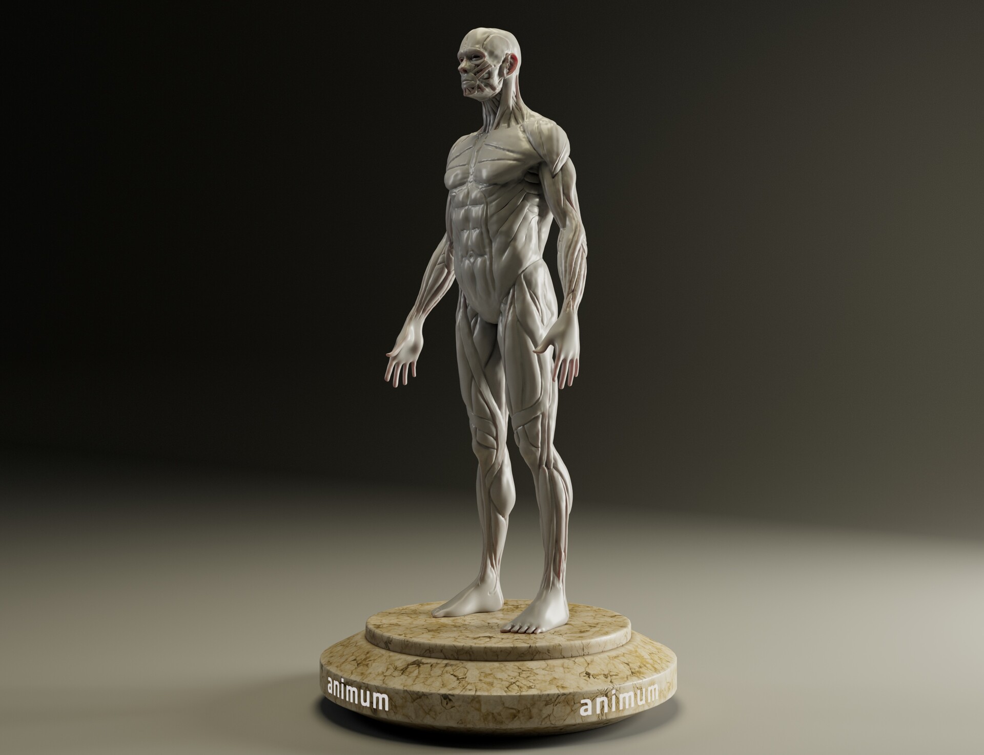 ArtStation - Ecorche - Human anatomy study