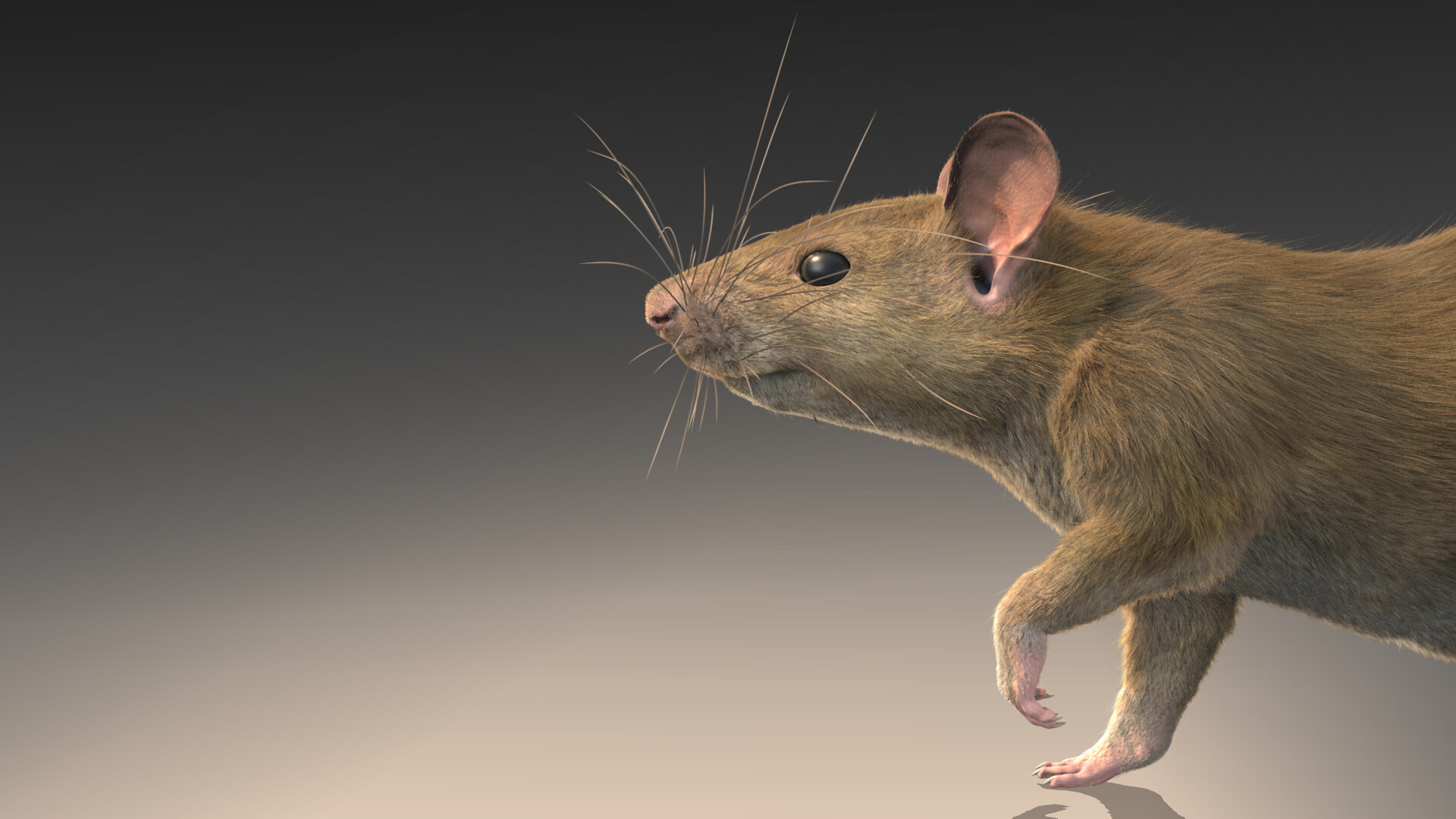 ArtStation - Stuart the Rat