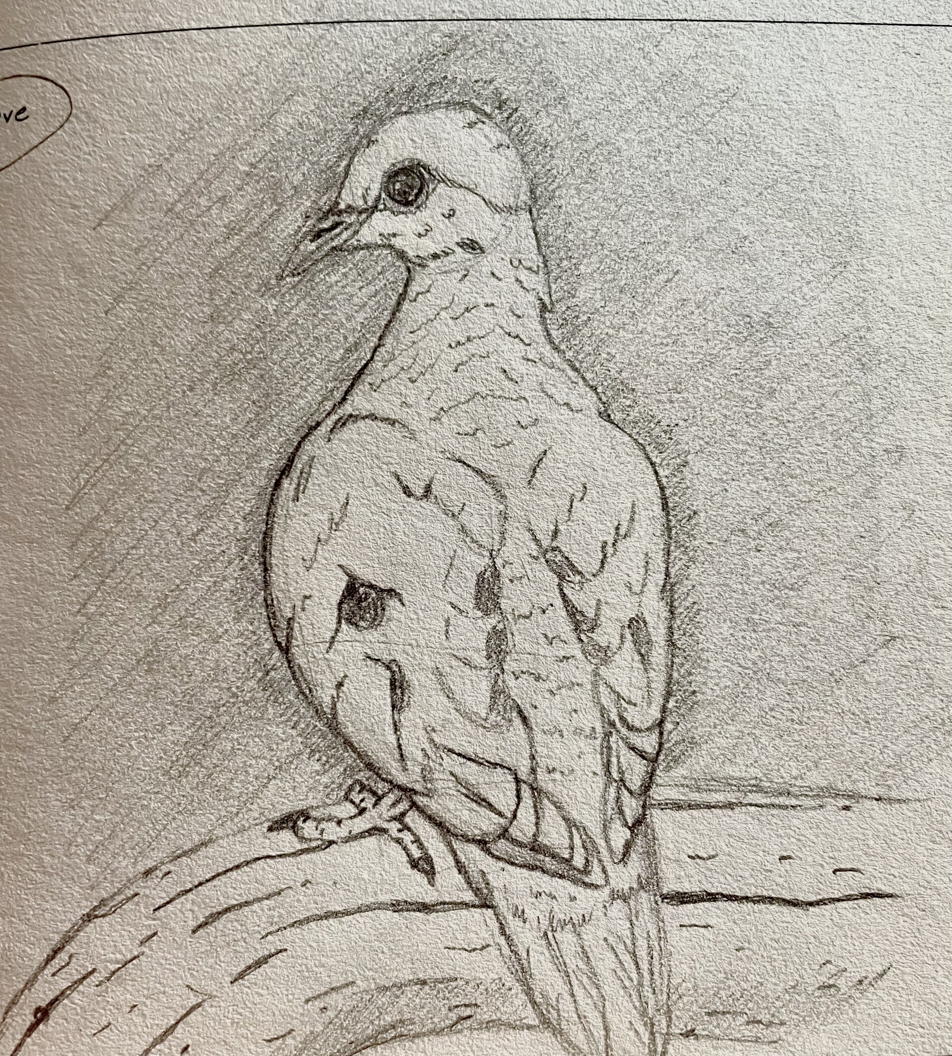 ArtStation - Bird practice