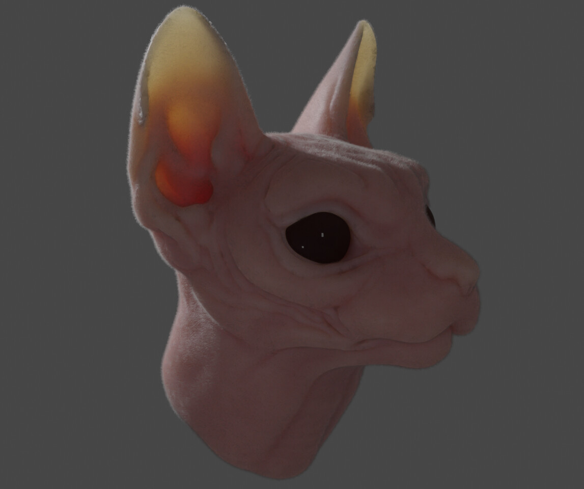 ArtStation - sphynx cat with basic materials